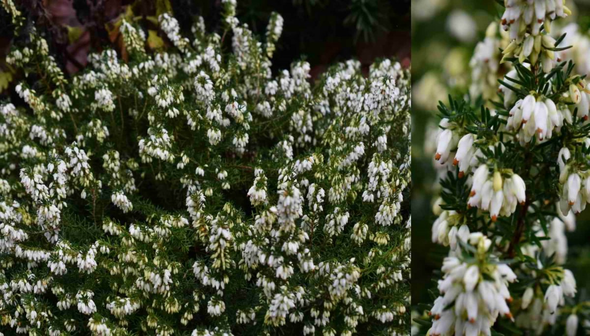white planting scheme (SEPTEMBER TO MARCH) – Herbidacious