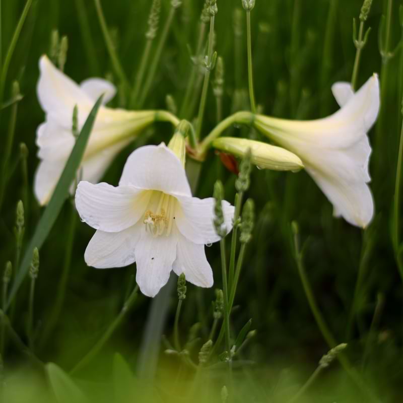 The White Garden 2021 Review The Greenhouse Border – Herbidacious