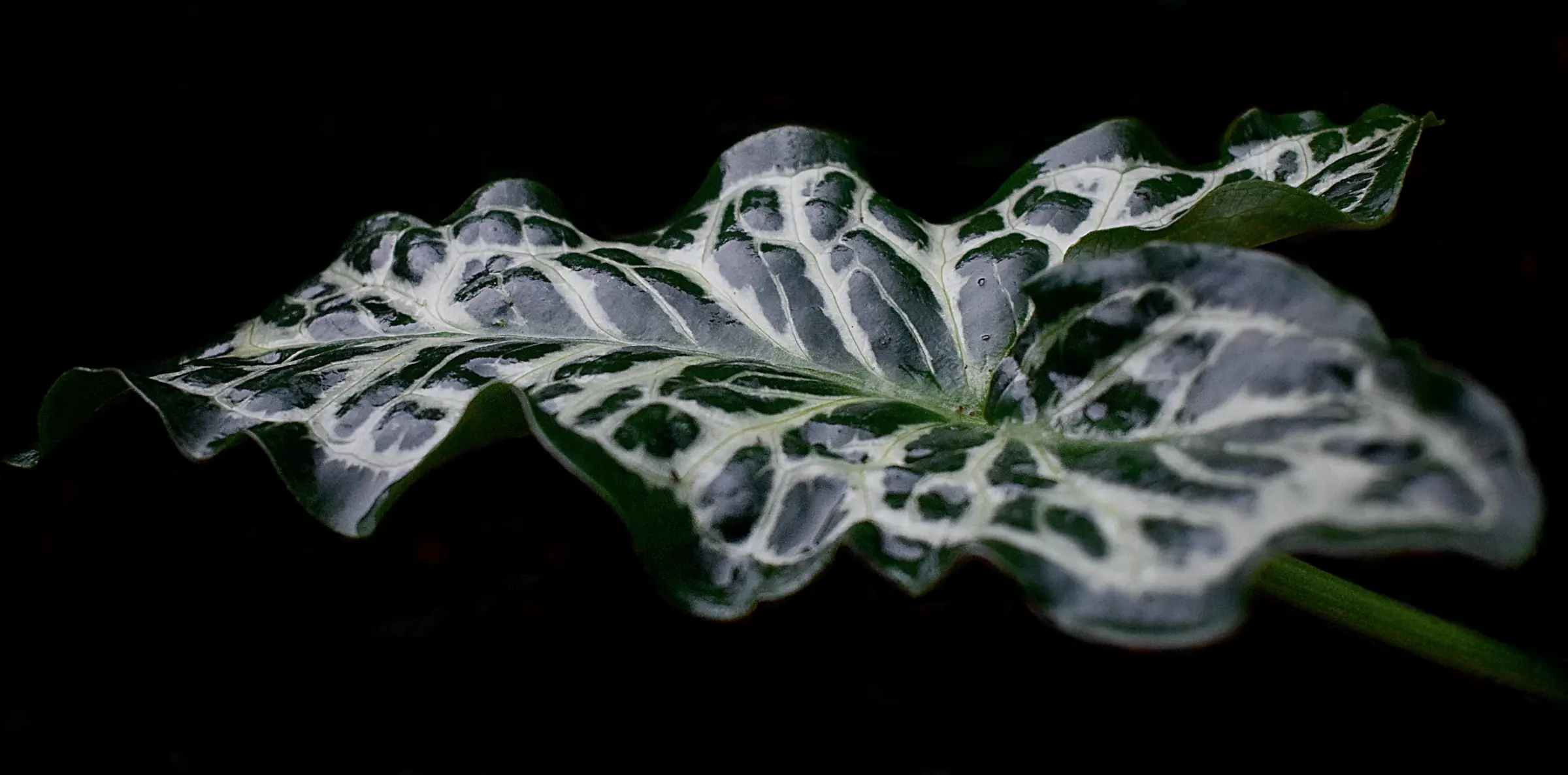 Low-Key Botanical Photography (Gallery) – Herbidacious