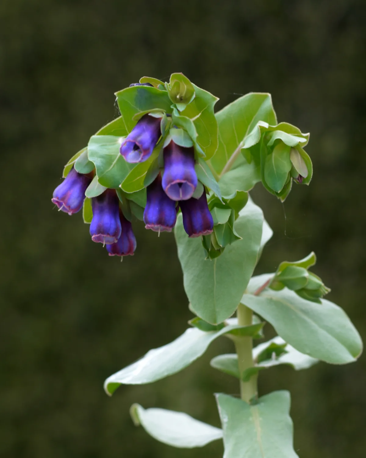 SELF-SOWN PLANTS #3More examples – Herbidacious