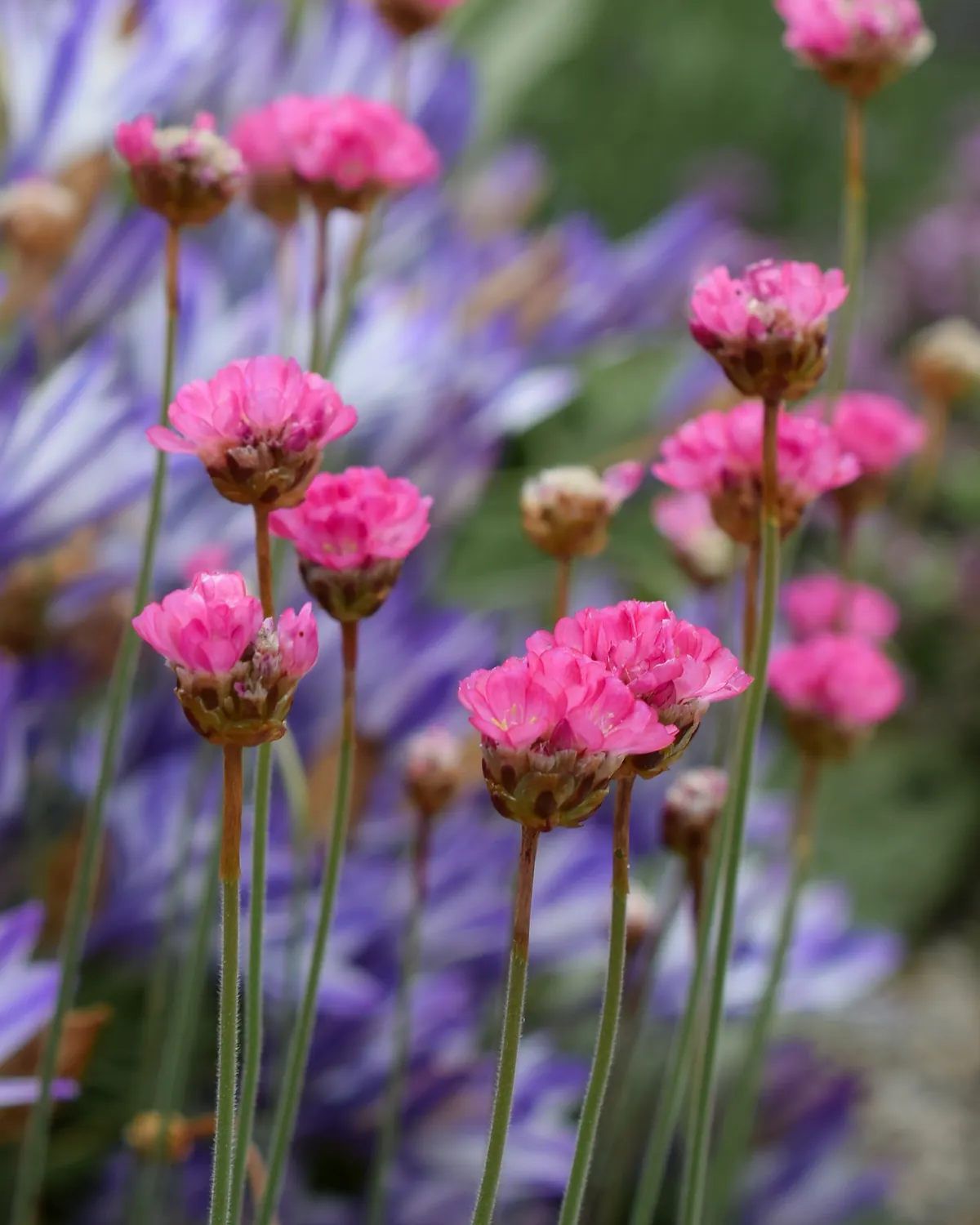 7 Alpines You Can Grow In The Border – Herbidacious