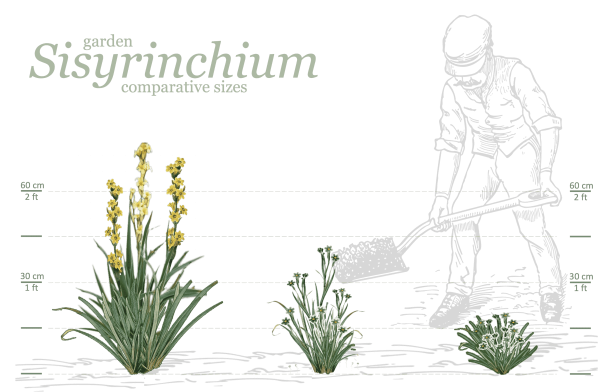 Blue-Eyed Grass and Pale Yellow-Eyed Grass – Herbidacious