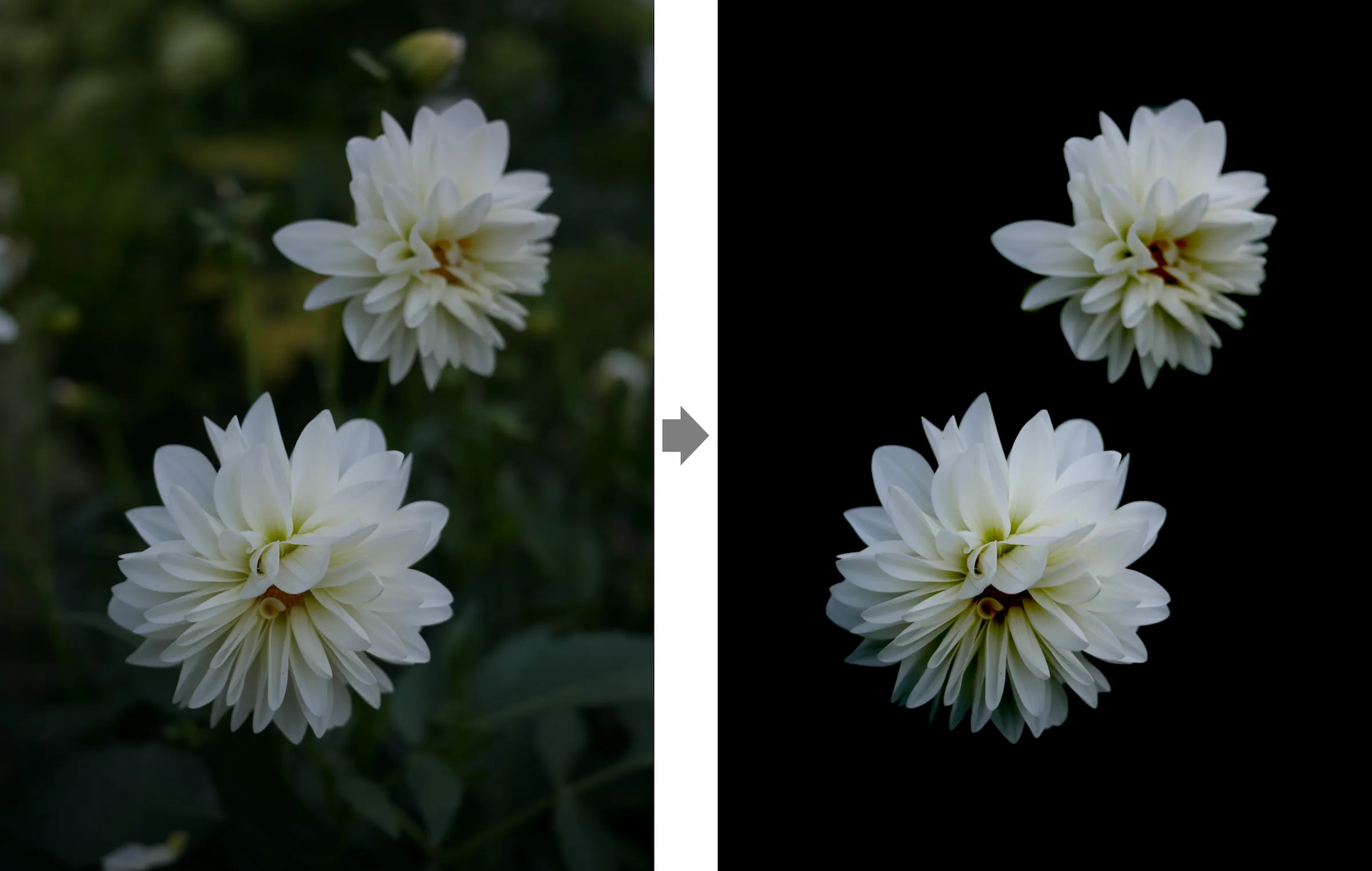 How To Create Low-Key Botanical Photos – Herbidacious