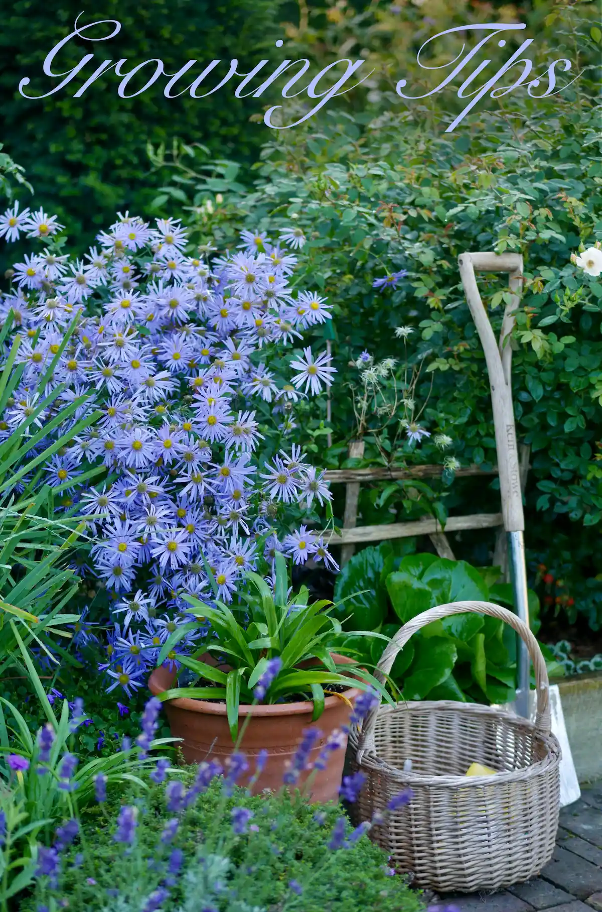 Plant of the Month (September) Aster × frikartii ‘Mönch’ – Herbidacious