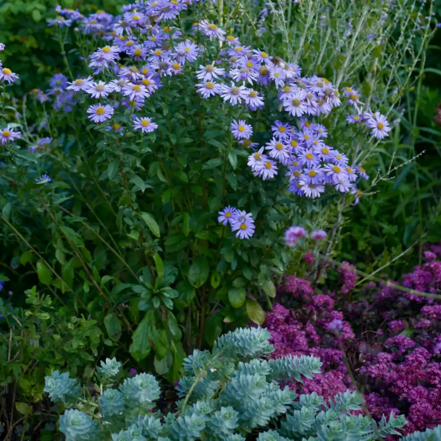 Plant of the Month (September) Aster × frikartii ‘Mönch’ – Herbidacious