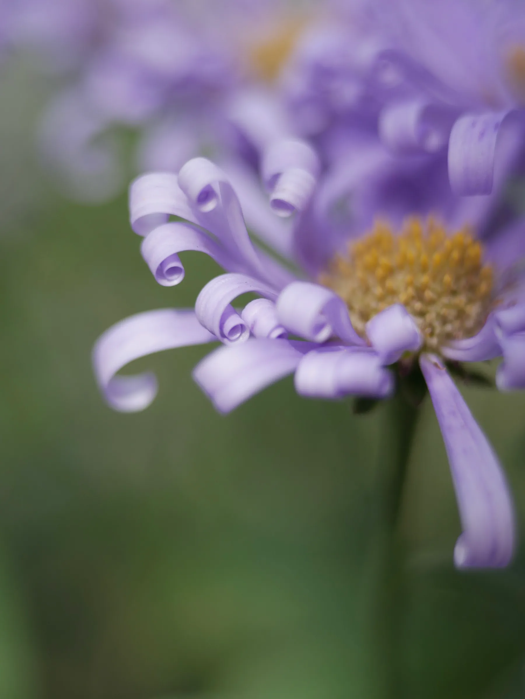 Plant of the Month (September) Aster × frikartii ‘Mönch’ – Herbidacious