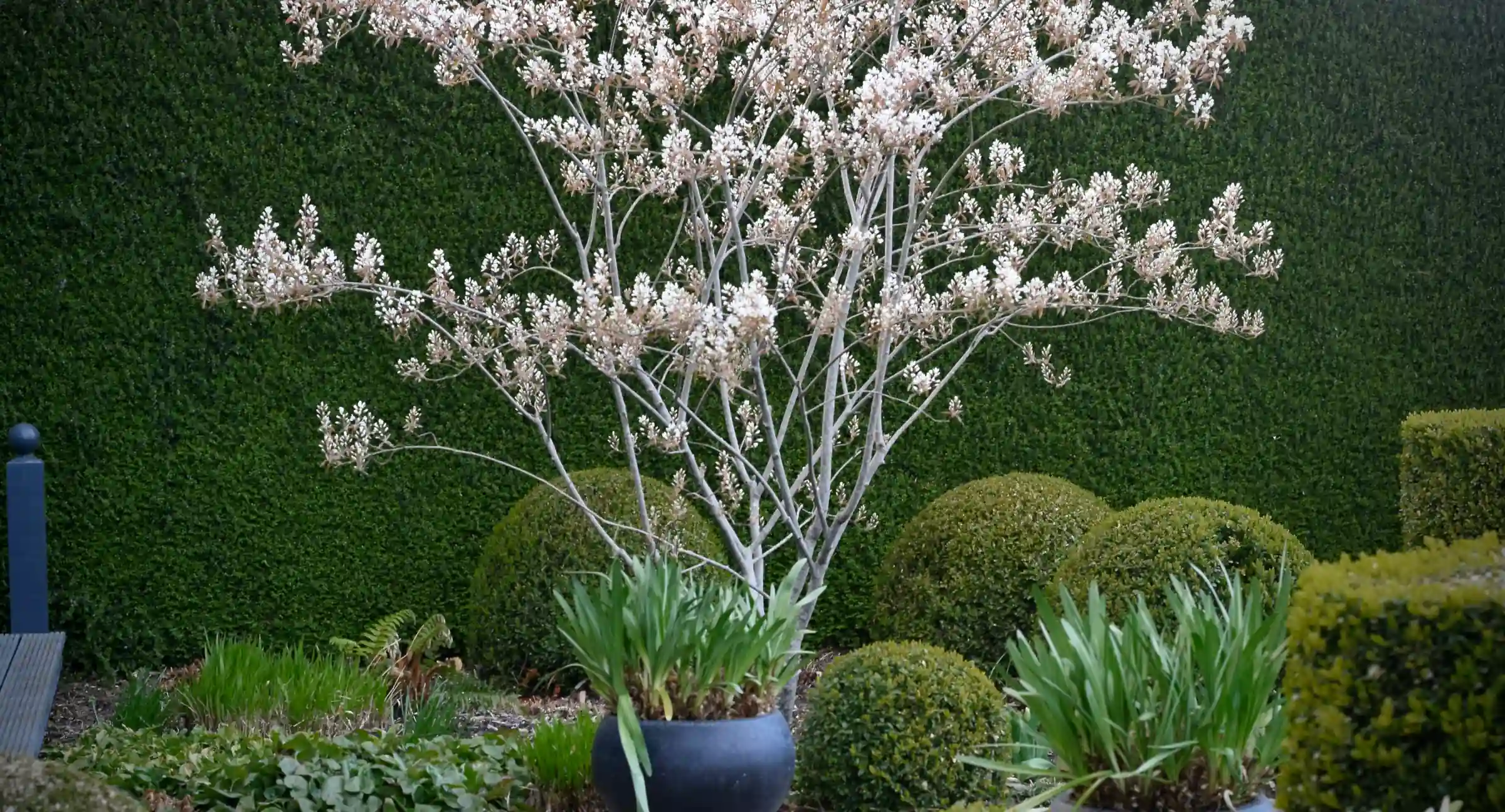 Garden diary — Early Summer 2024 – Herbidacious