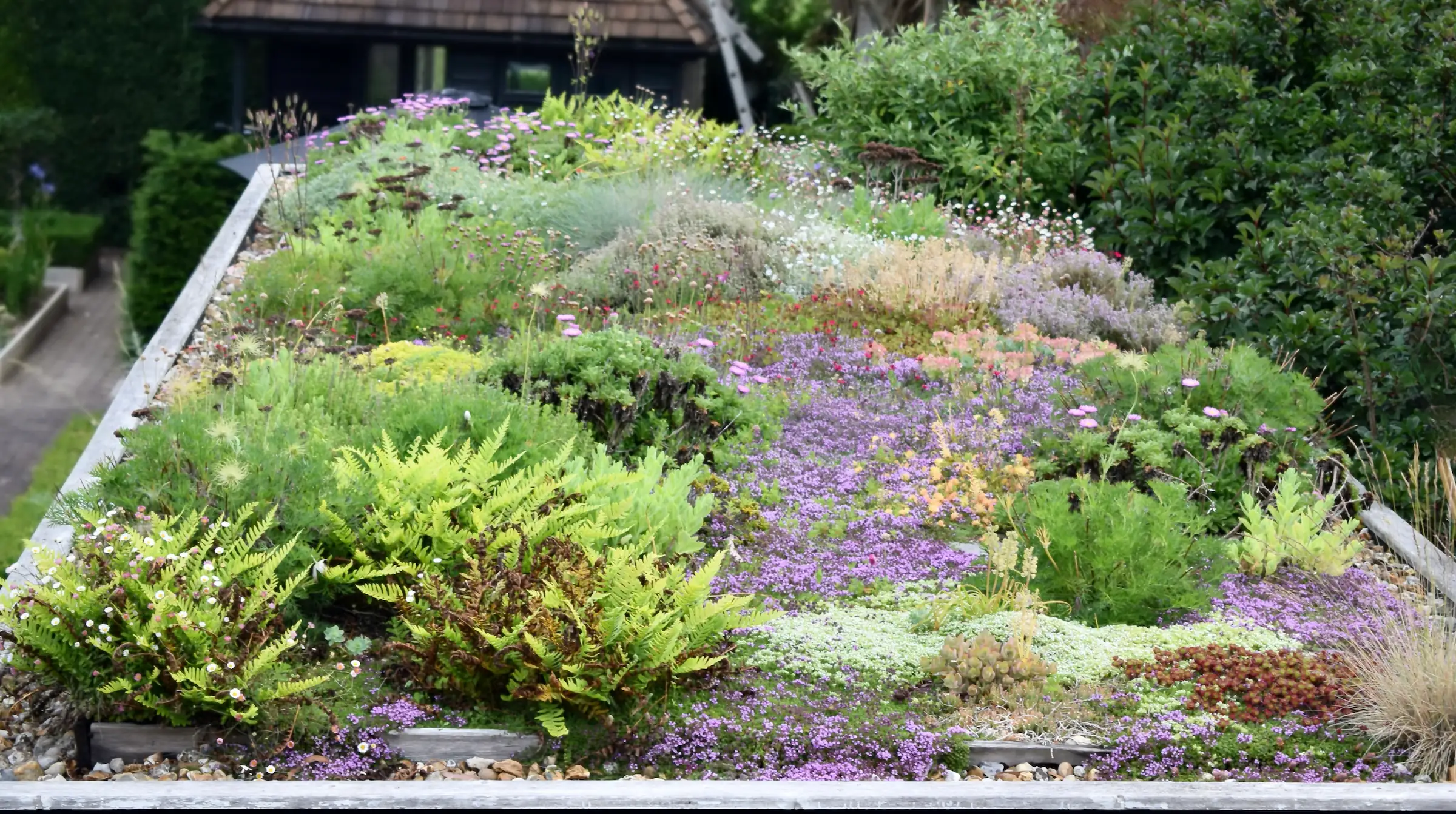 The Green Roof: lessons from the Last Seven years – Herbidacious