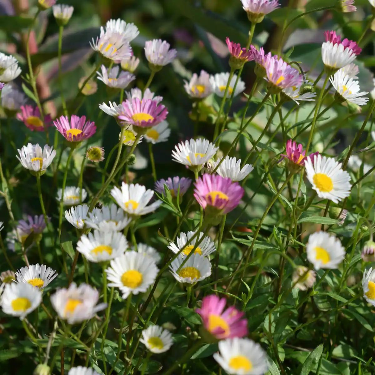 The Green Roof: lessons from the Last Seven years – Herbidacious