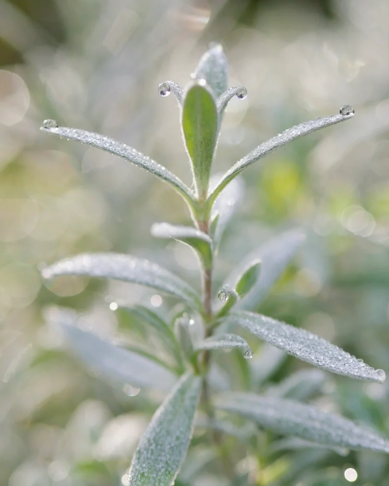 Snow In Summer(Cerastium tomentosum) – Herbidacious