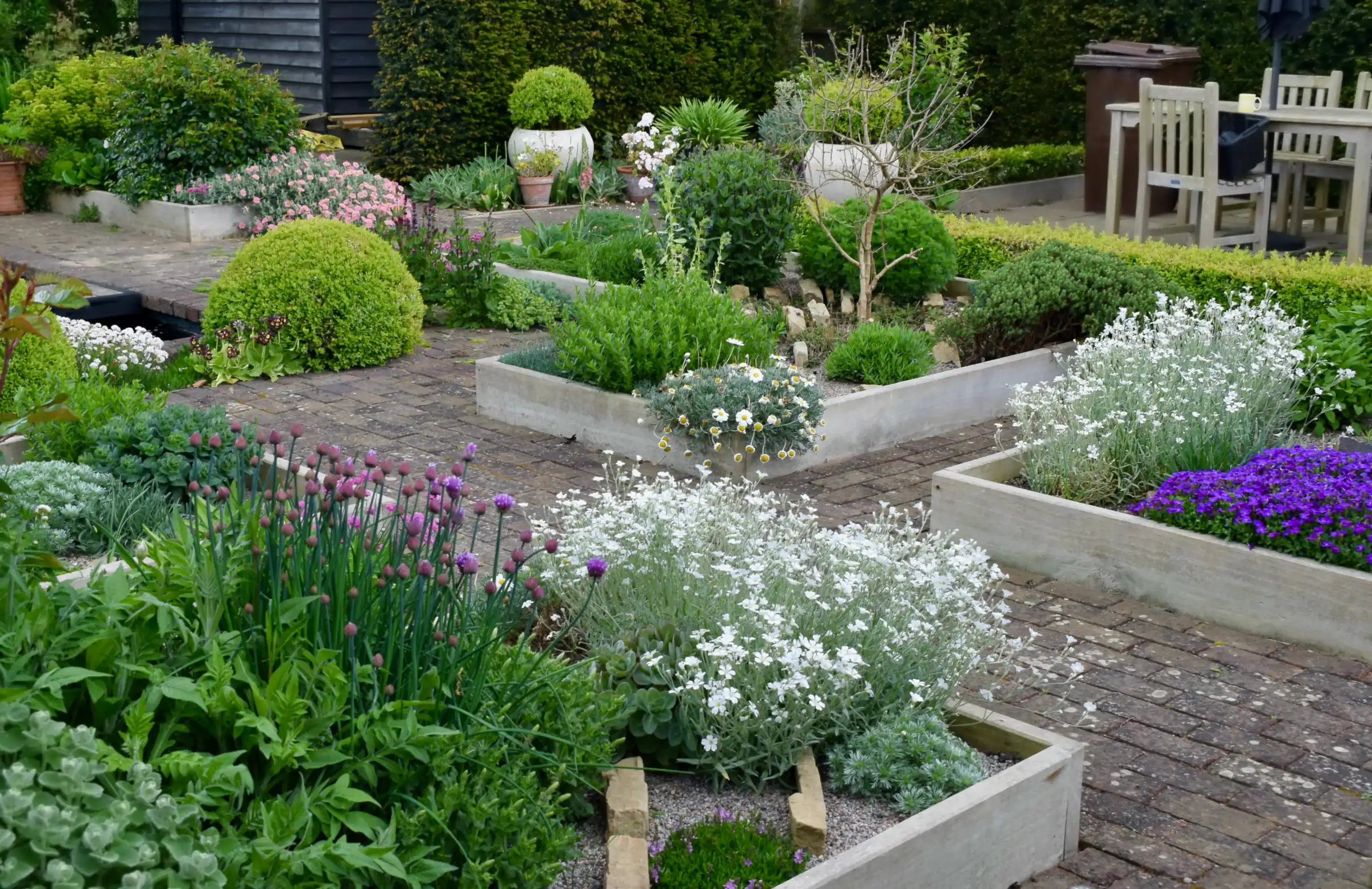 Snow In Summer(Cerastium tomentosum) – Herbidacious