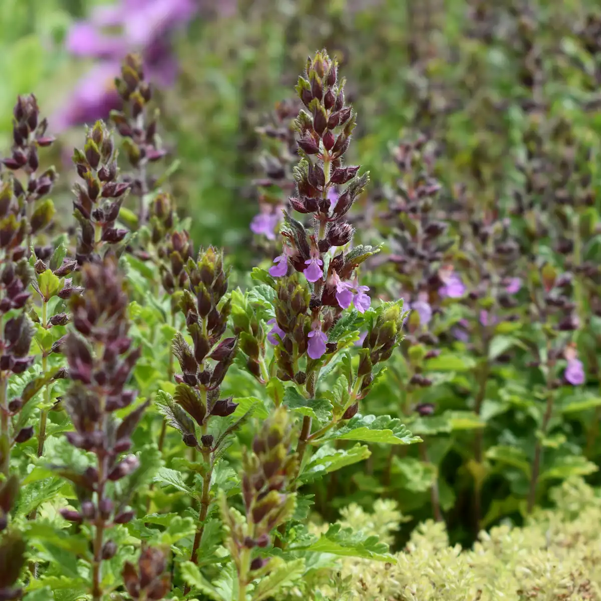 The Green Roof: lessons from the Last Seven years – Herbidacious