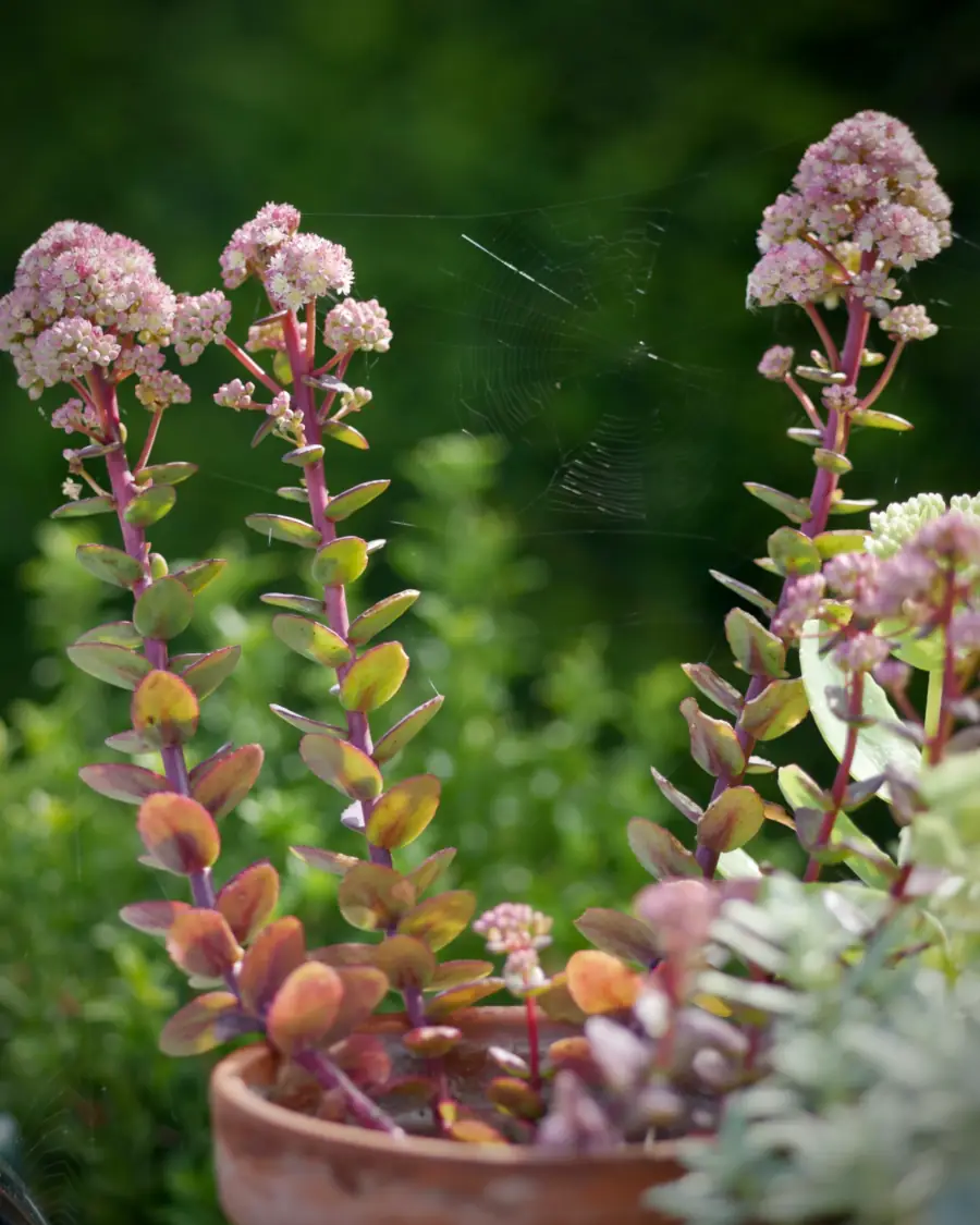 Herbaceous Sedums In The Perennial Garden – Herbidacious