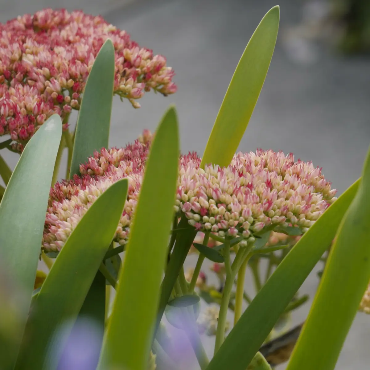Herbaceous Sedums In The Perennial Garden – Herbidacious