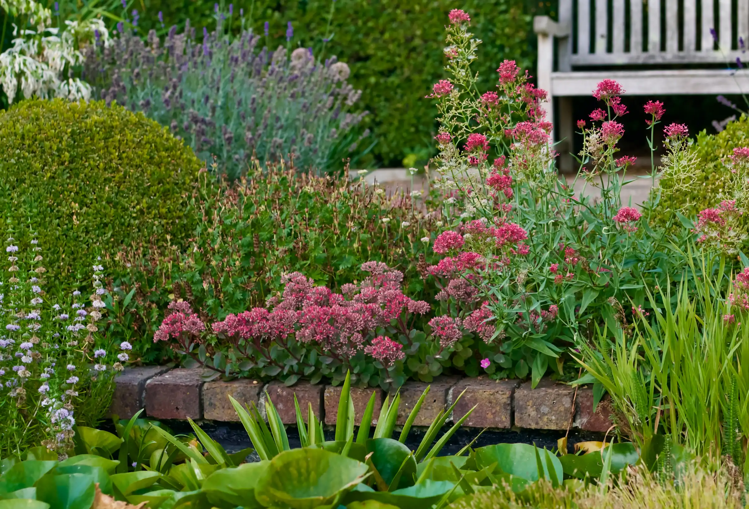 Herbaceous Sedums In The Perennial Garden – Herbidacious