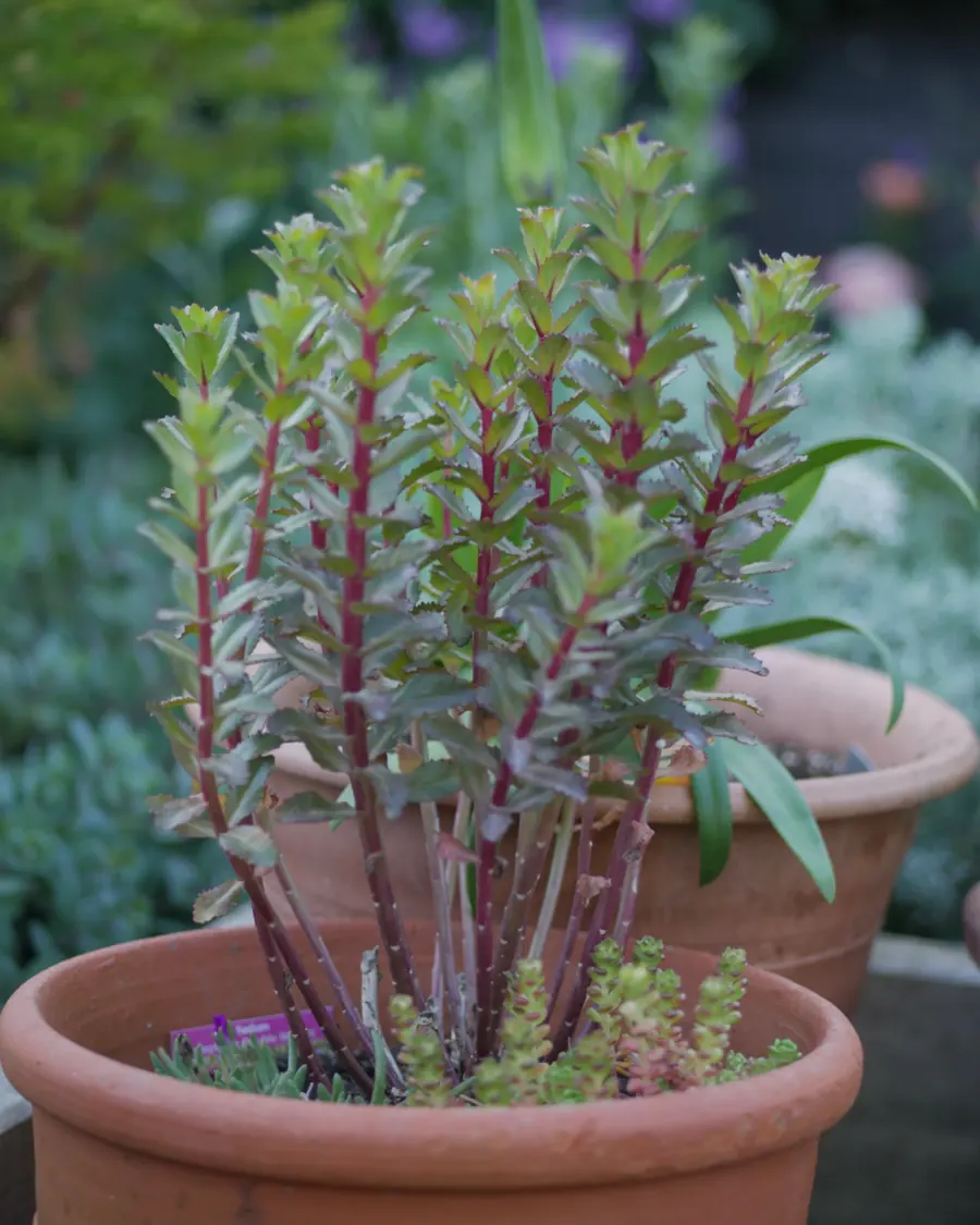 Herbaceous Sedums In The Perennial Garden – Herbidacious