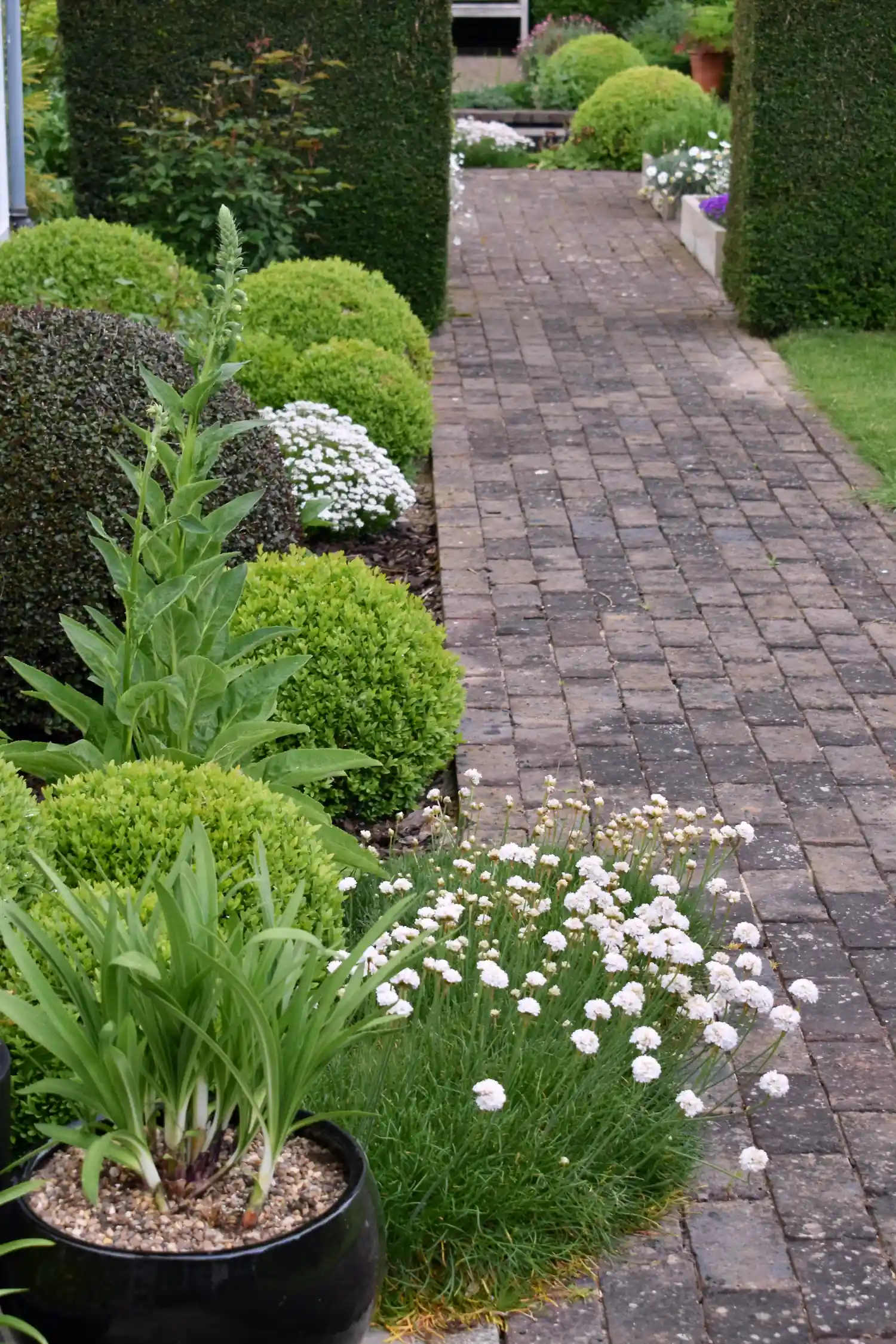 7 Alpines You Can Grow In The Border – Herbidacious