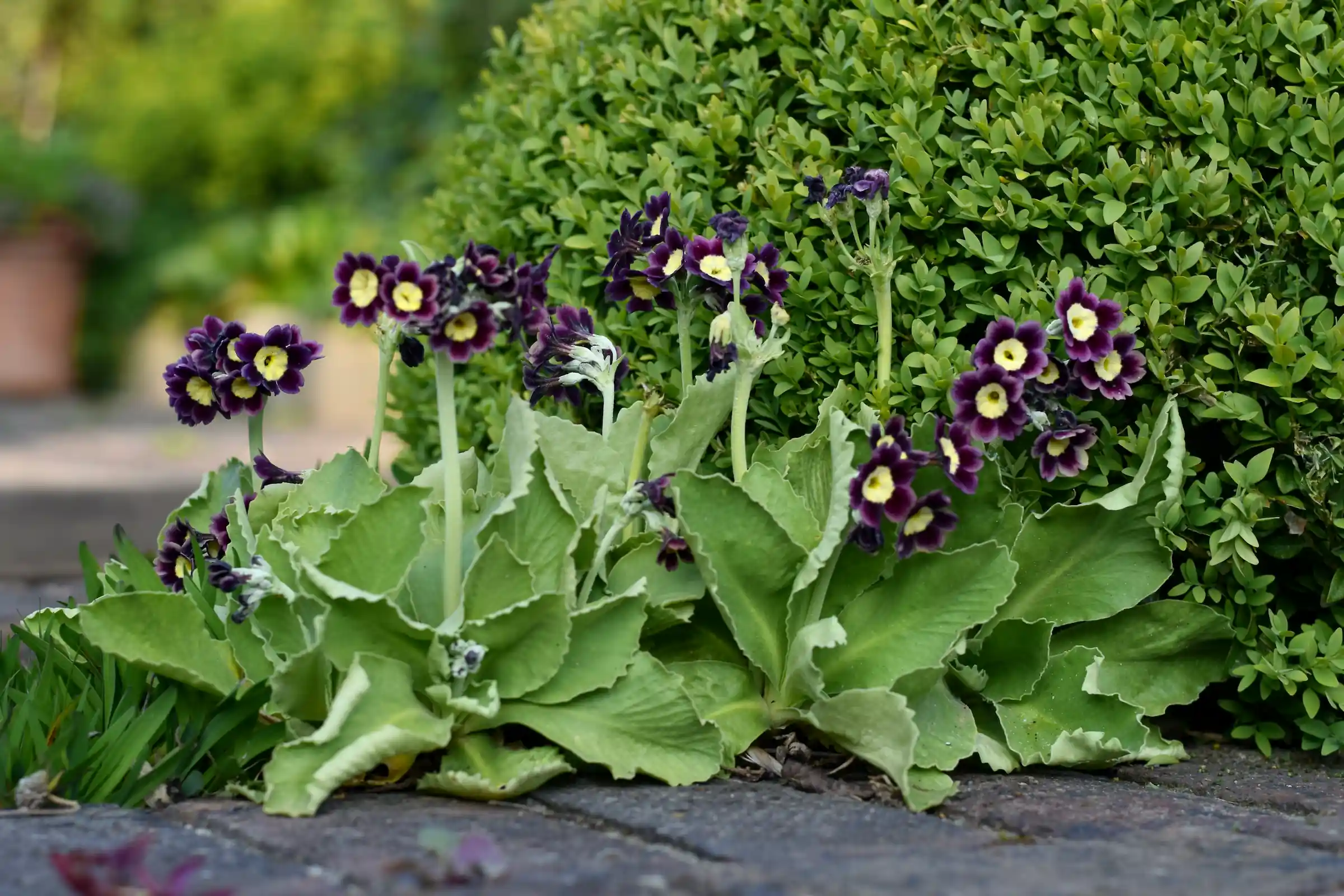 7 Alpines You Can Grow In The Border – Herbidacious