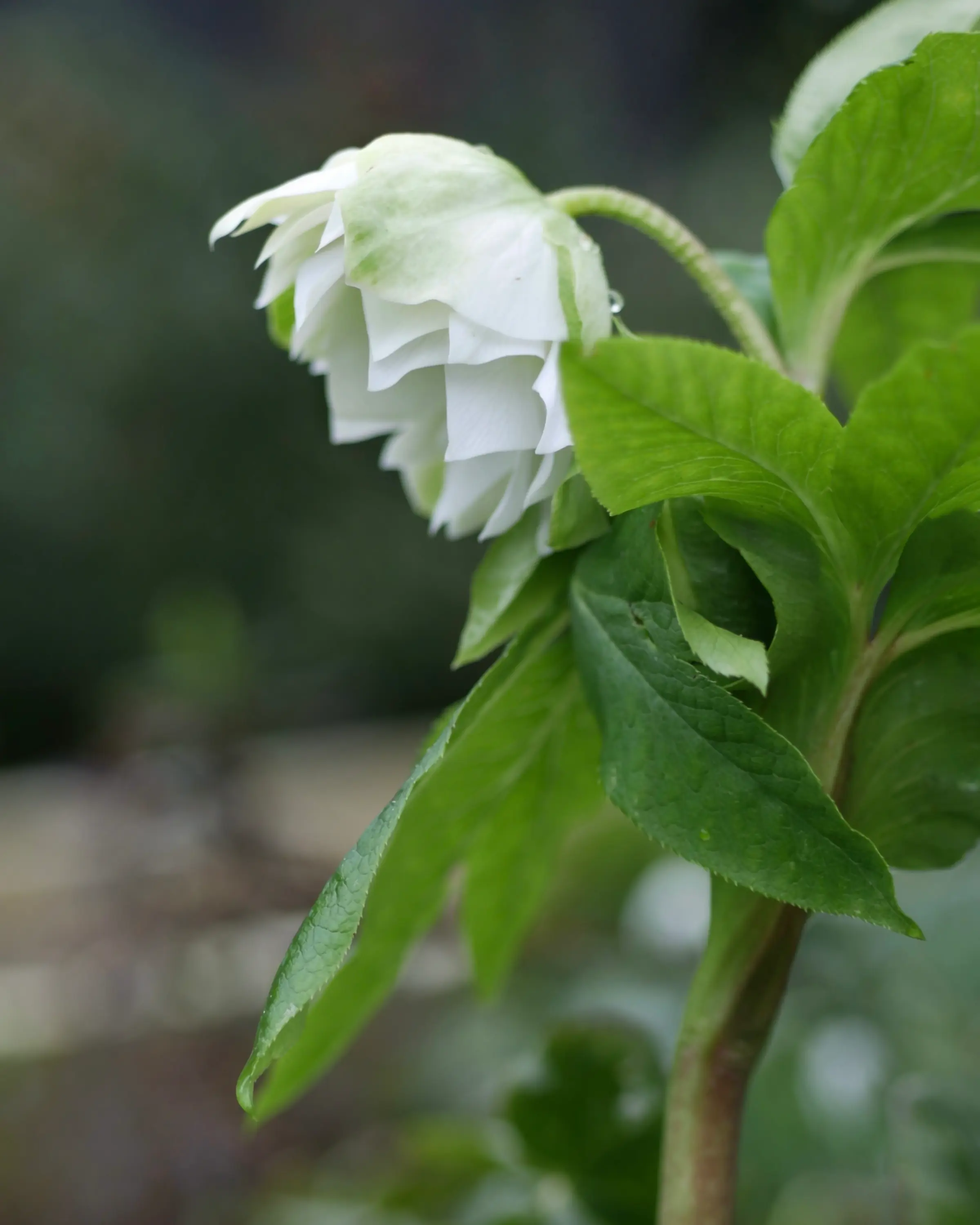 3 New Lenten Rose seedlings – Herbidacious