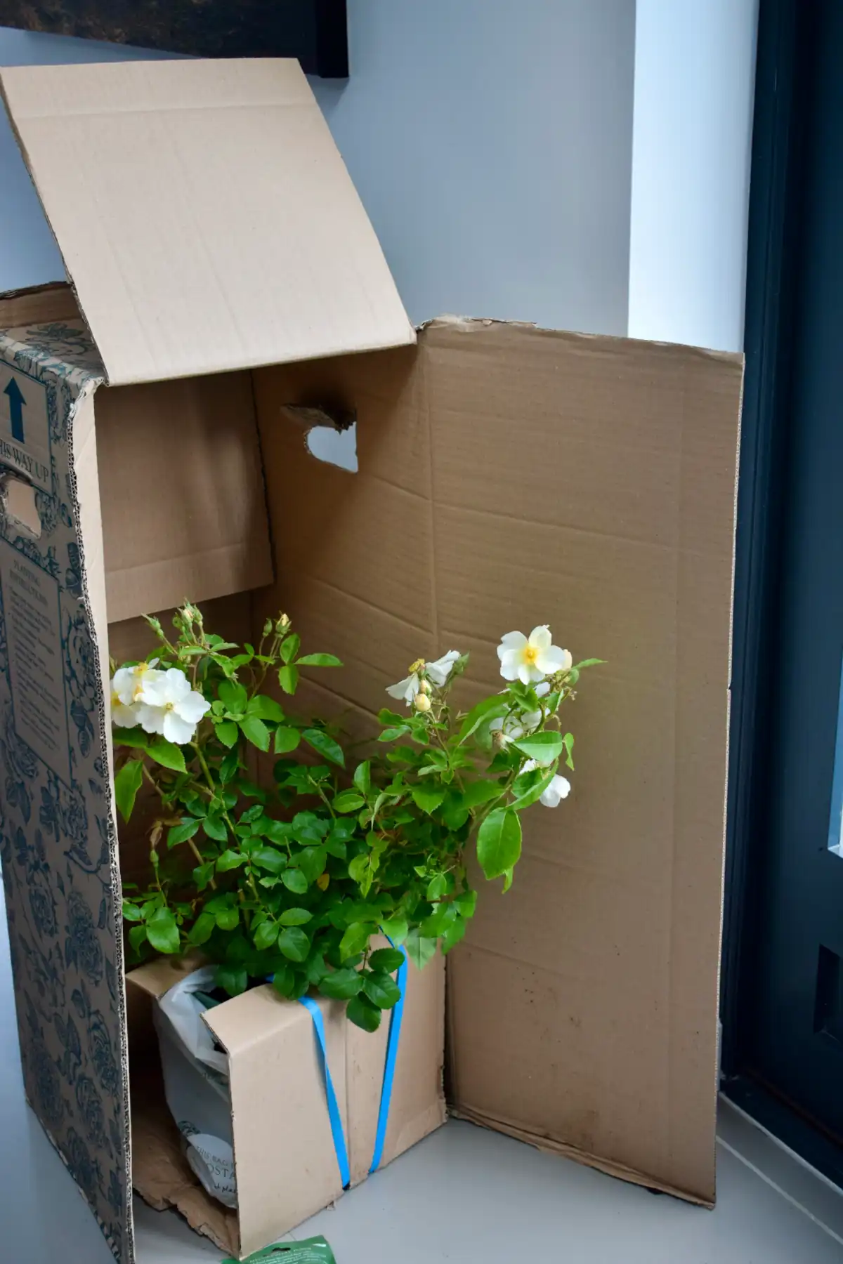 A Modern Romantic Rose Garden – Herbidacious