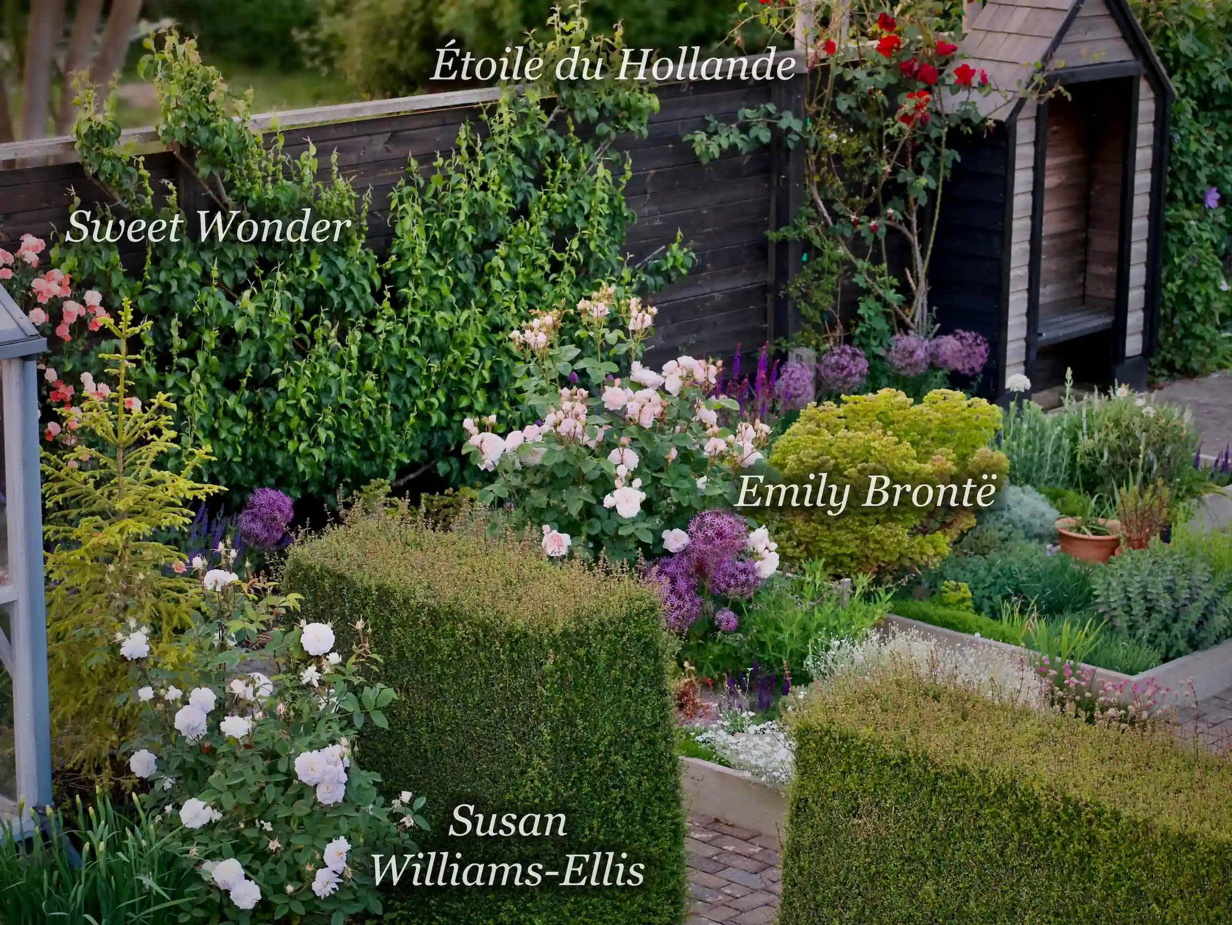 Contemporary Rose Garden Stories Rose Garden History Centennial