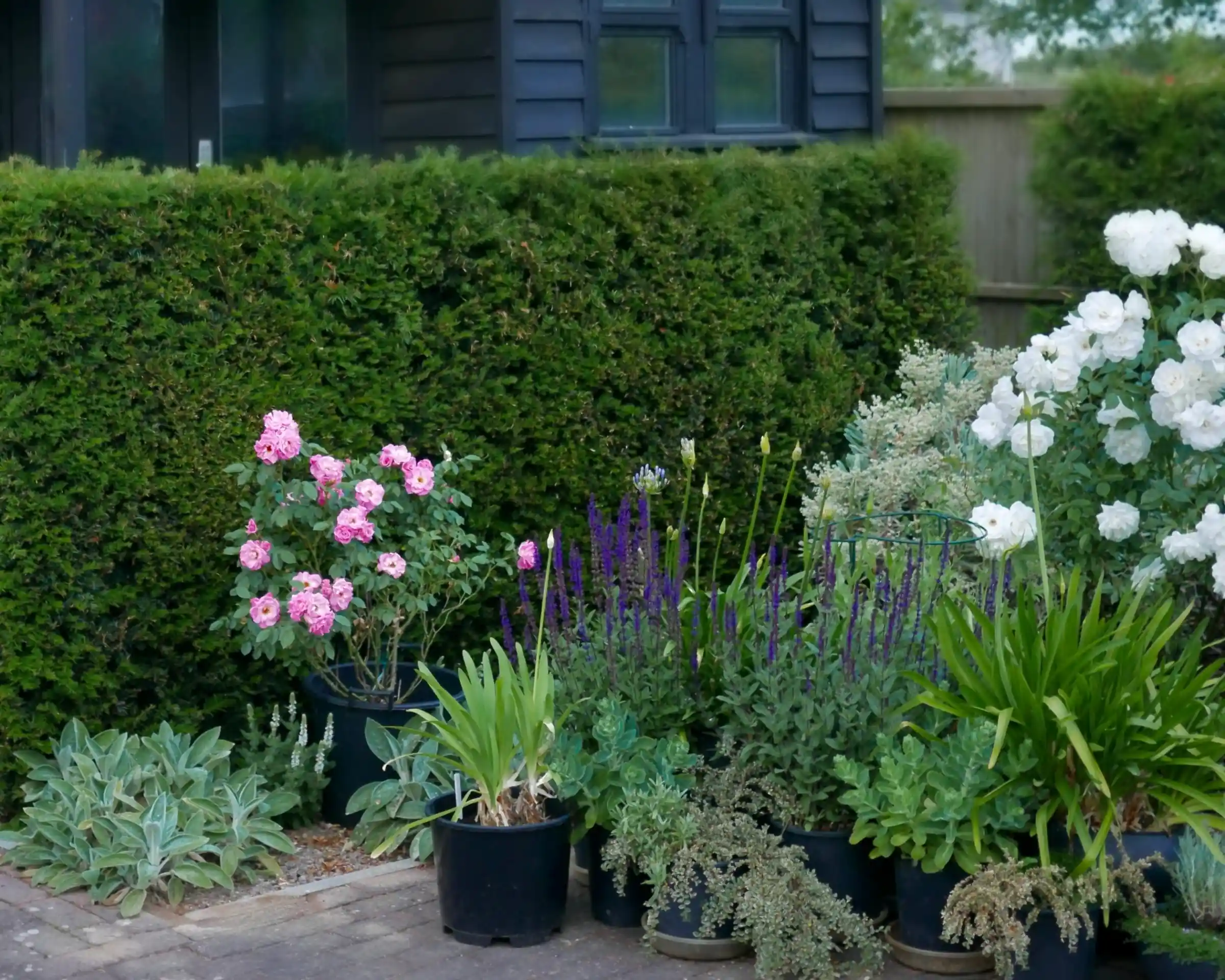 A Modern Romantic Rose Garden – Herbidacious