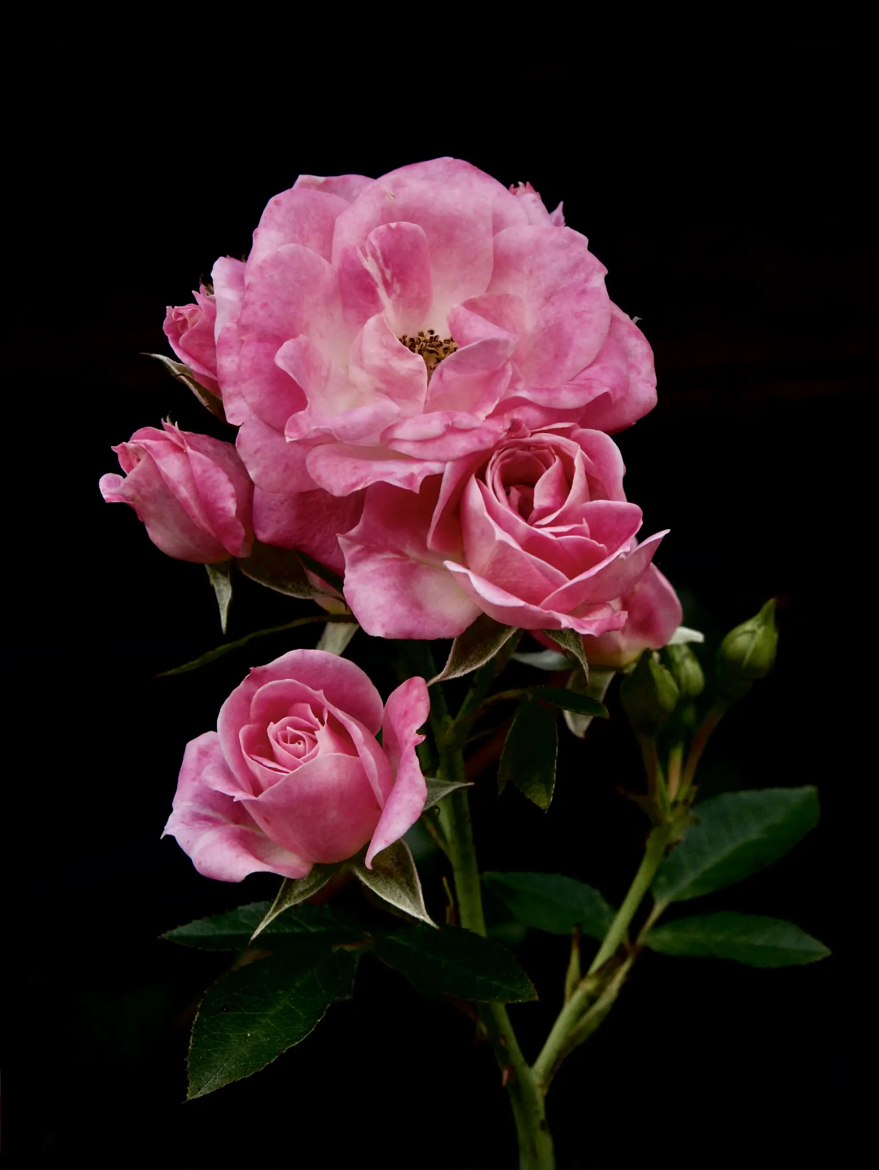 A Modern Romantic Rose Garden – Herbidacious