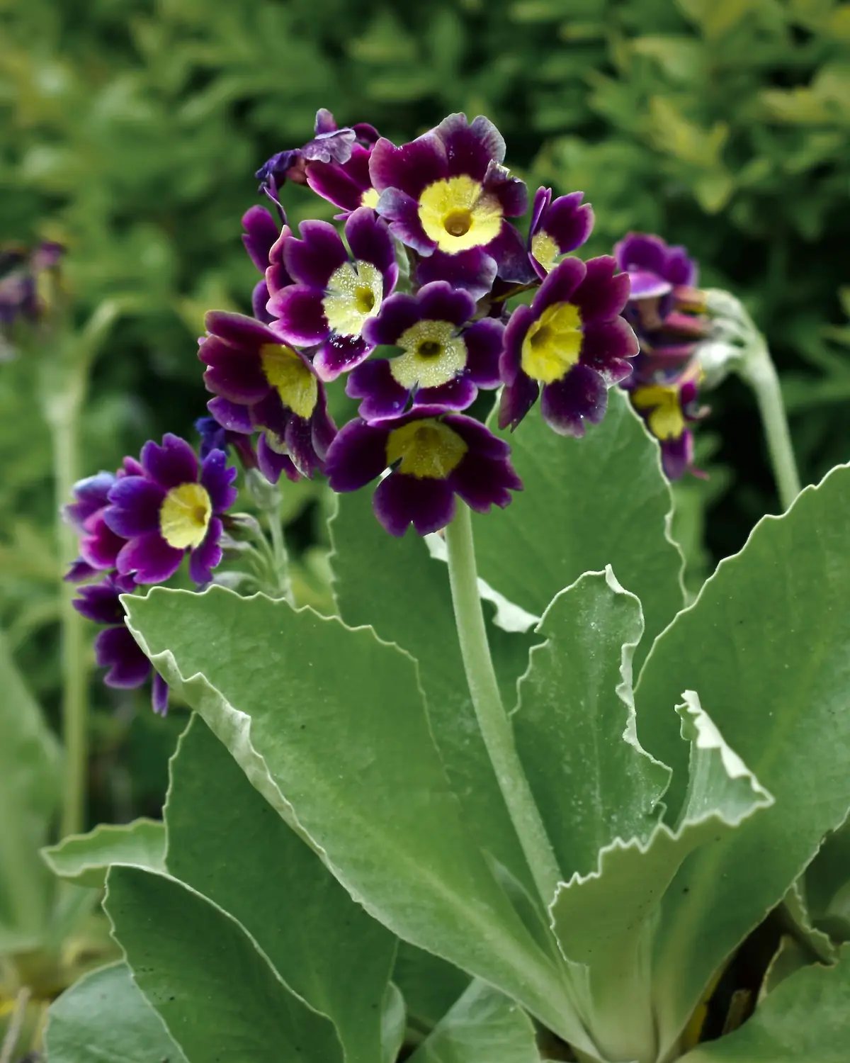 7 Alpines You Can Grow In The Border – Herbidacious