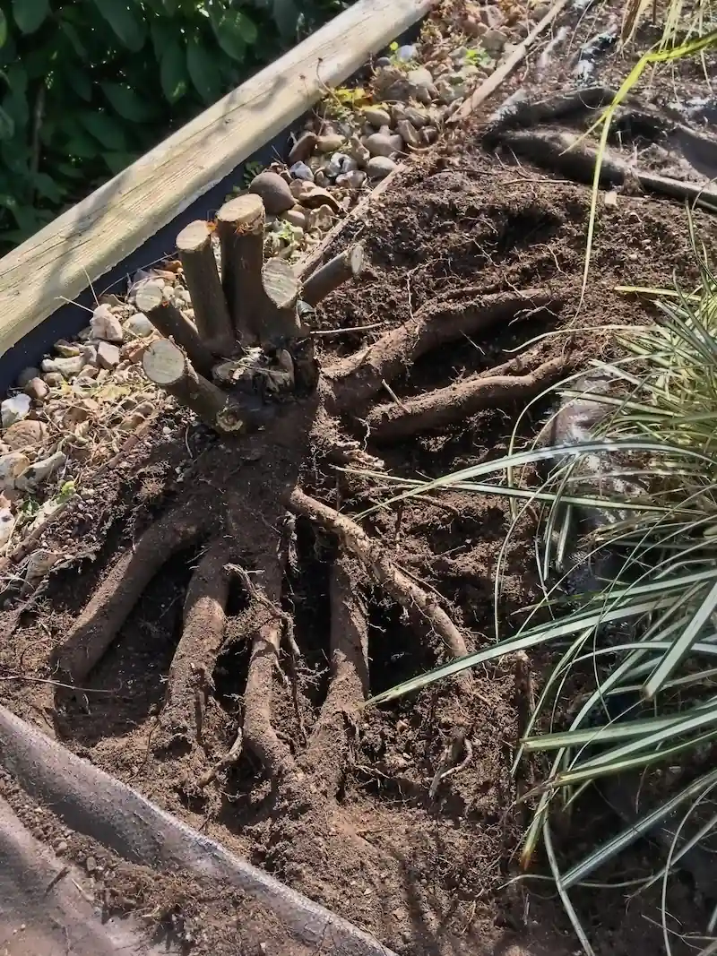 Renovating the Green Roof (2023) – Herbidacious