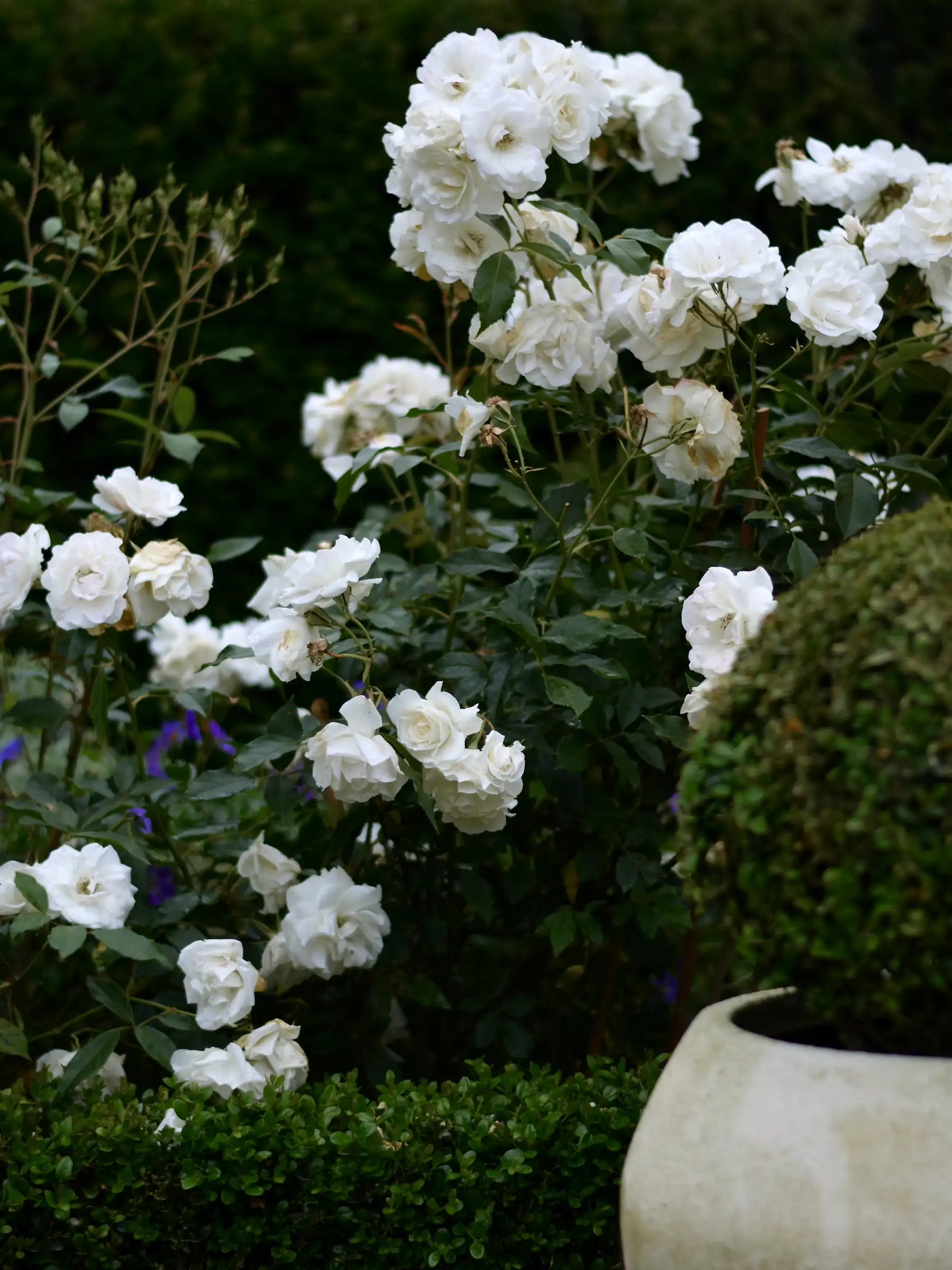 A Modern Romantic Rose Garden – Herbidacious