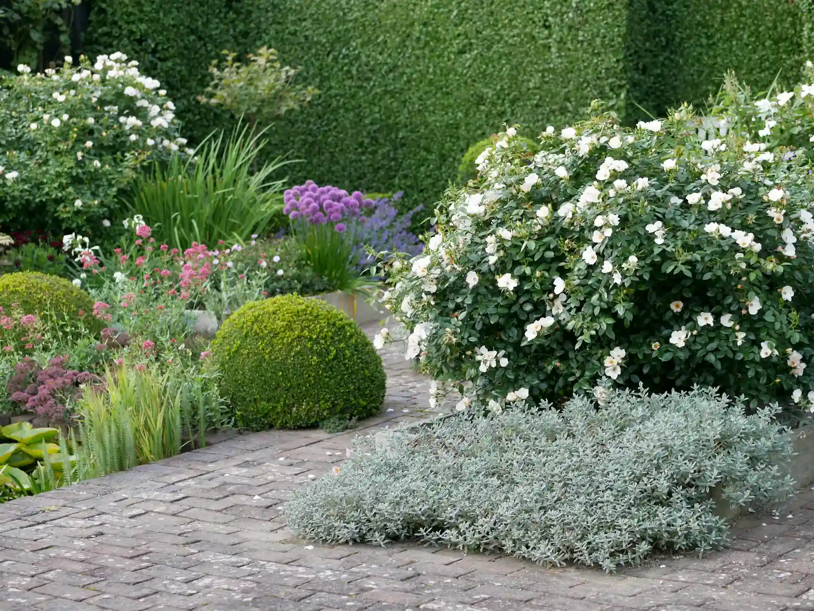 A Modern Romantic Rose Garden – Herbidacious