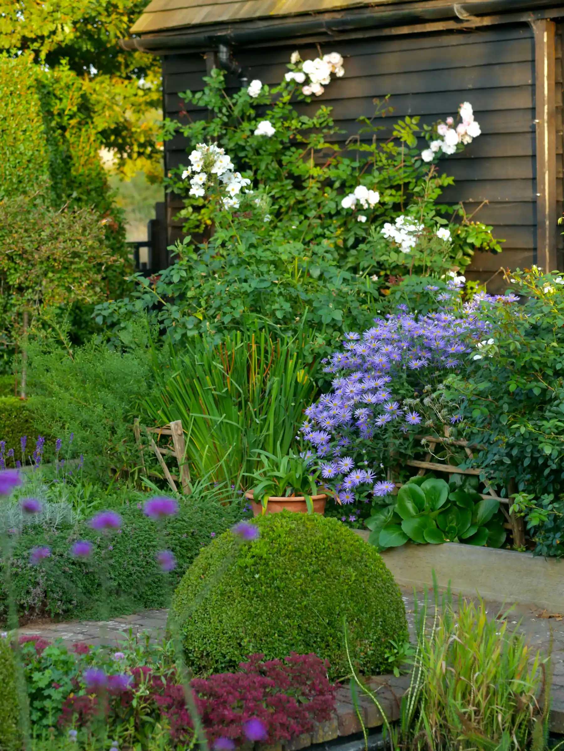 A Modern Romantic Rose Garden – Herbidacious