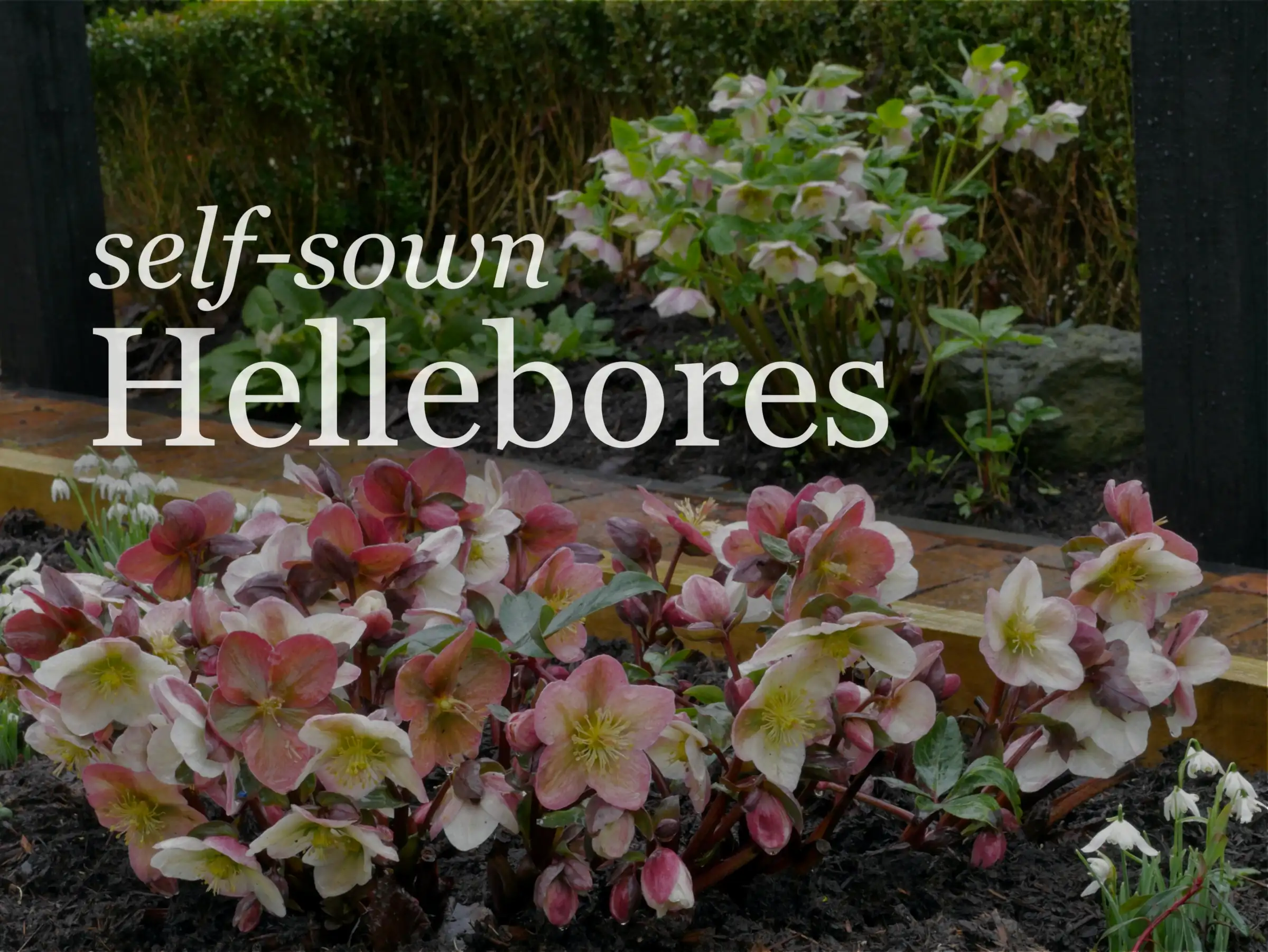 3 New Lenten Rose seedlings – Herbidacious