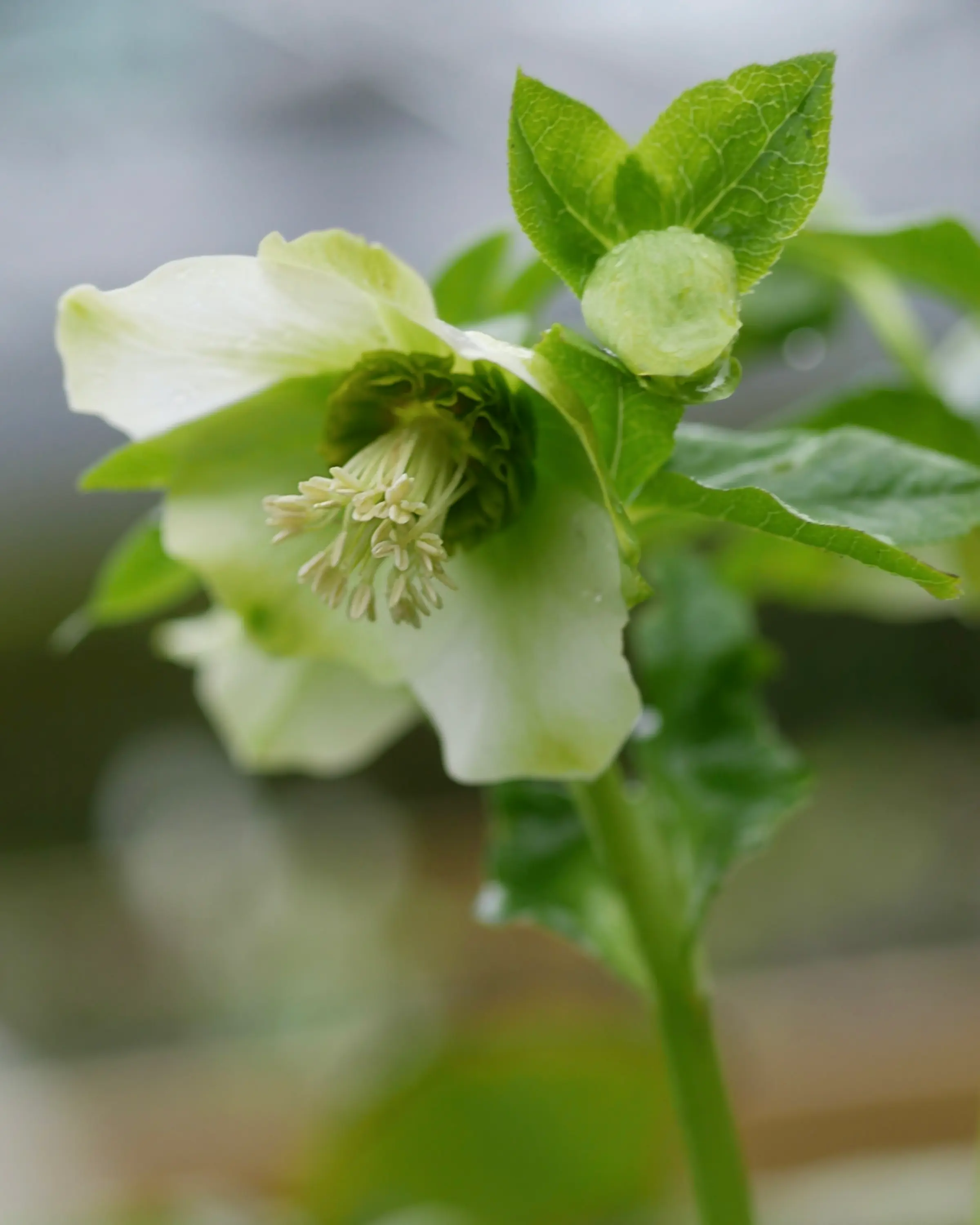 3 New Lenten Rose seedlings – Herbidacious