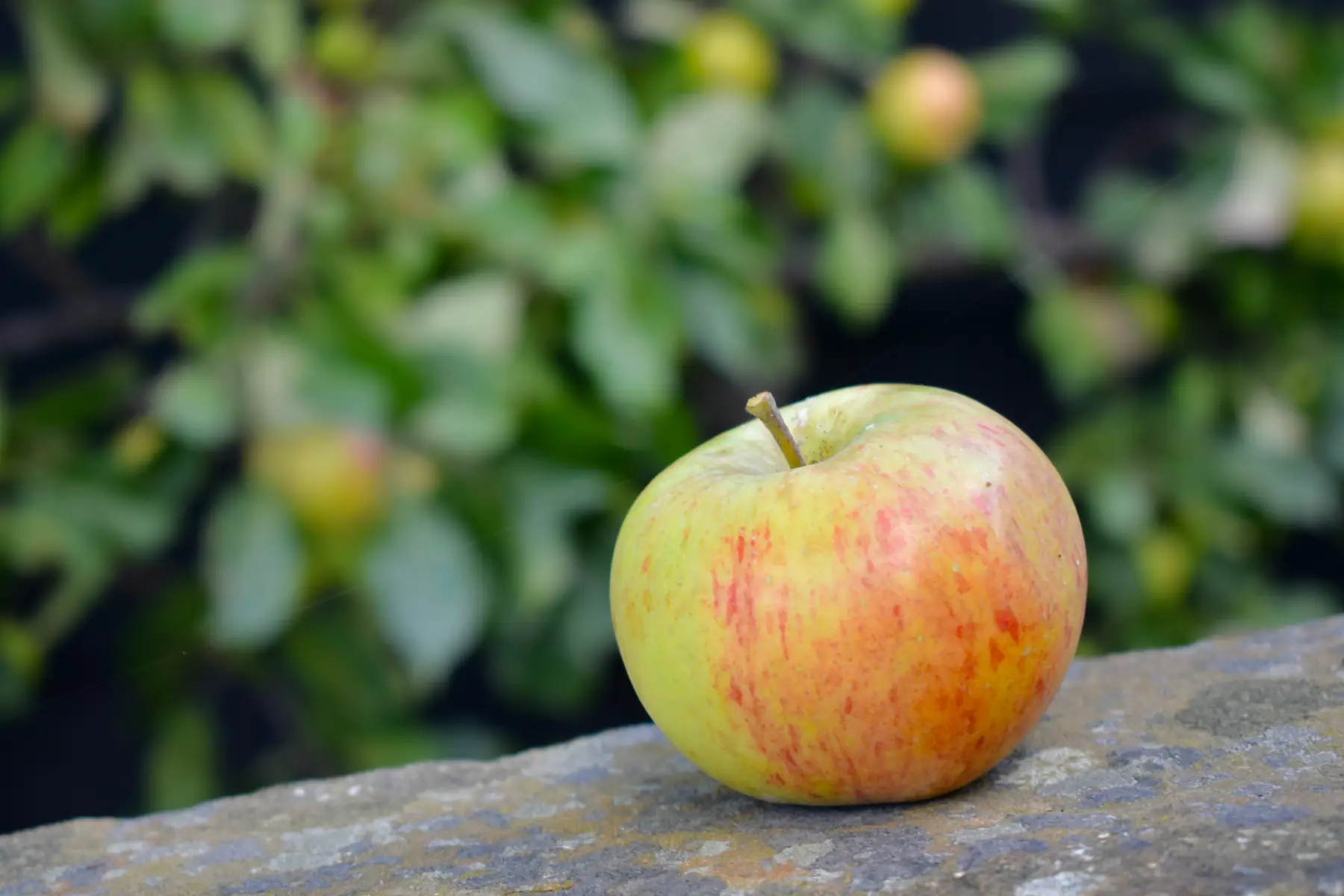 Sunset Apple – 4 tier espalier – Herbidacious