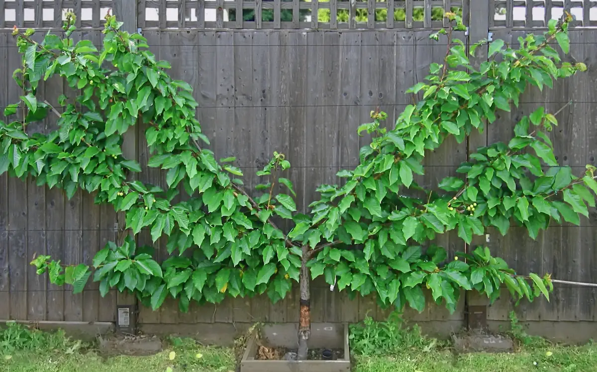 The Best Trees and Shrubs for Espalier Training – Herbidacious