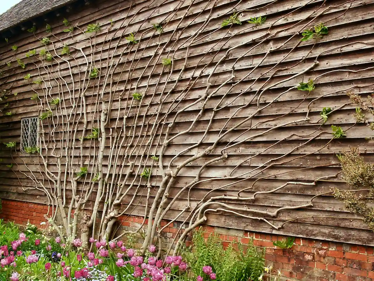 The Best Trees and Shrubs for Espalier Training – Herbidacious