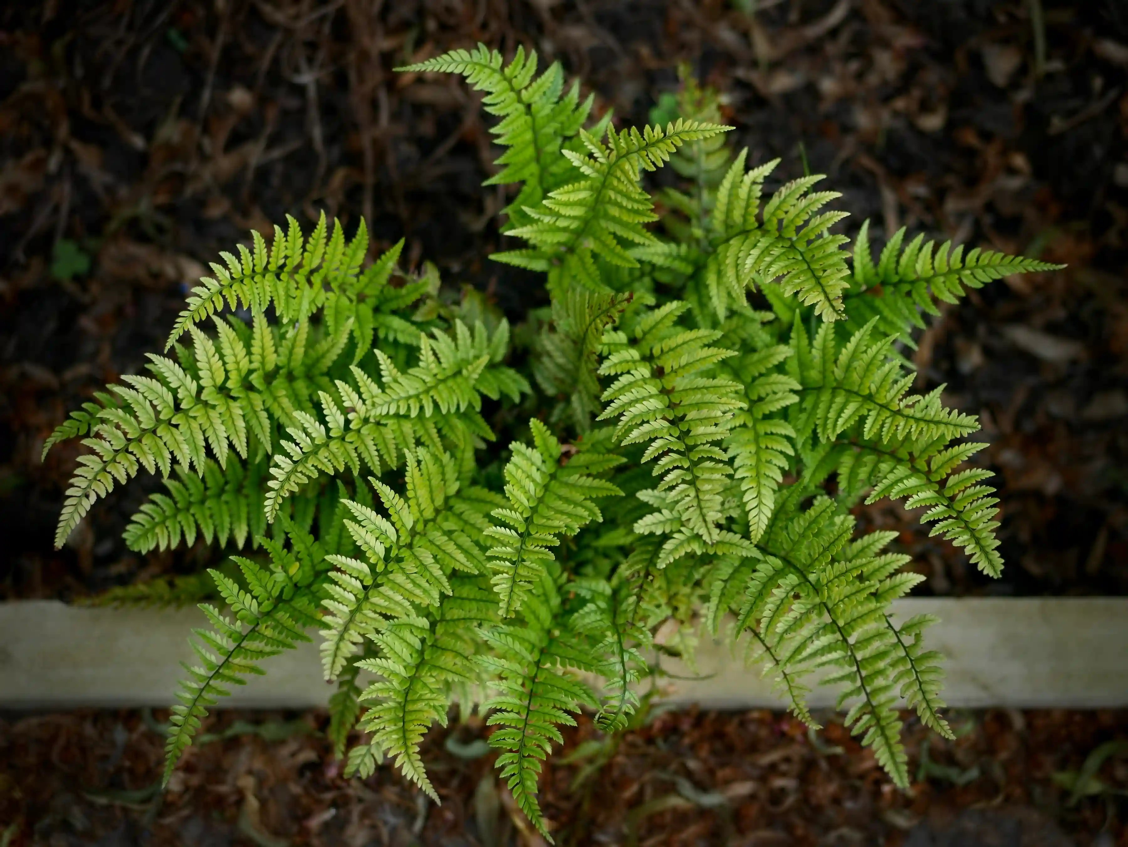 5 of the Best Small Hardy Garden ferns – Page 4 – Herbidacious