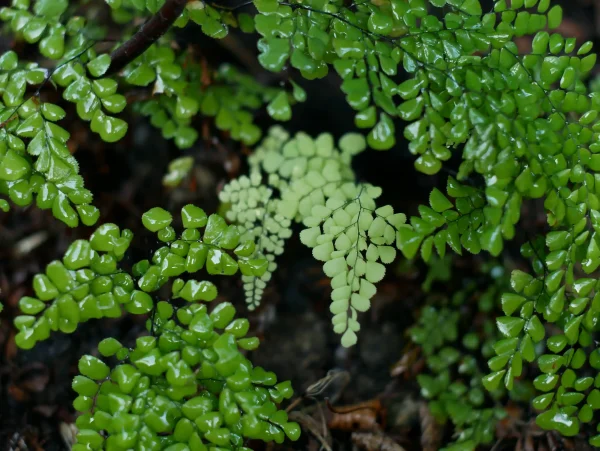 5 of the Best Small Hardy Garden ferns – Herbidacious