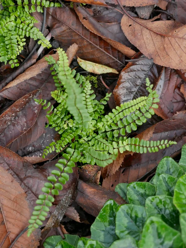 5 of the Best Small Hardy Garden ferns – Herbidacious