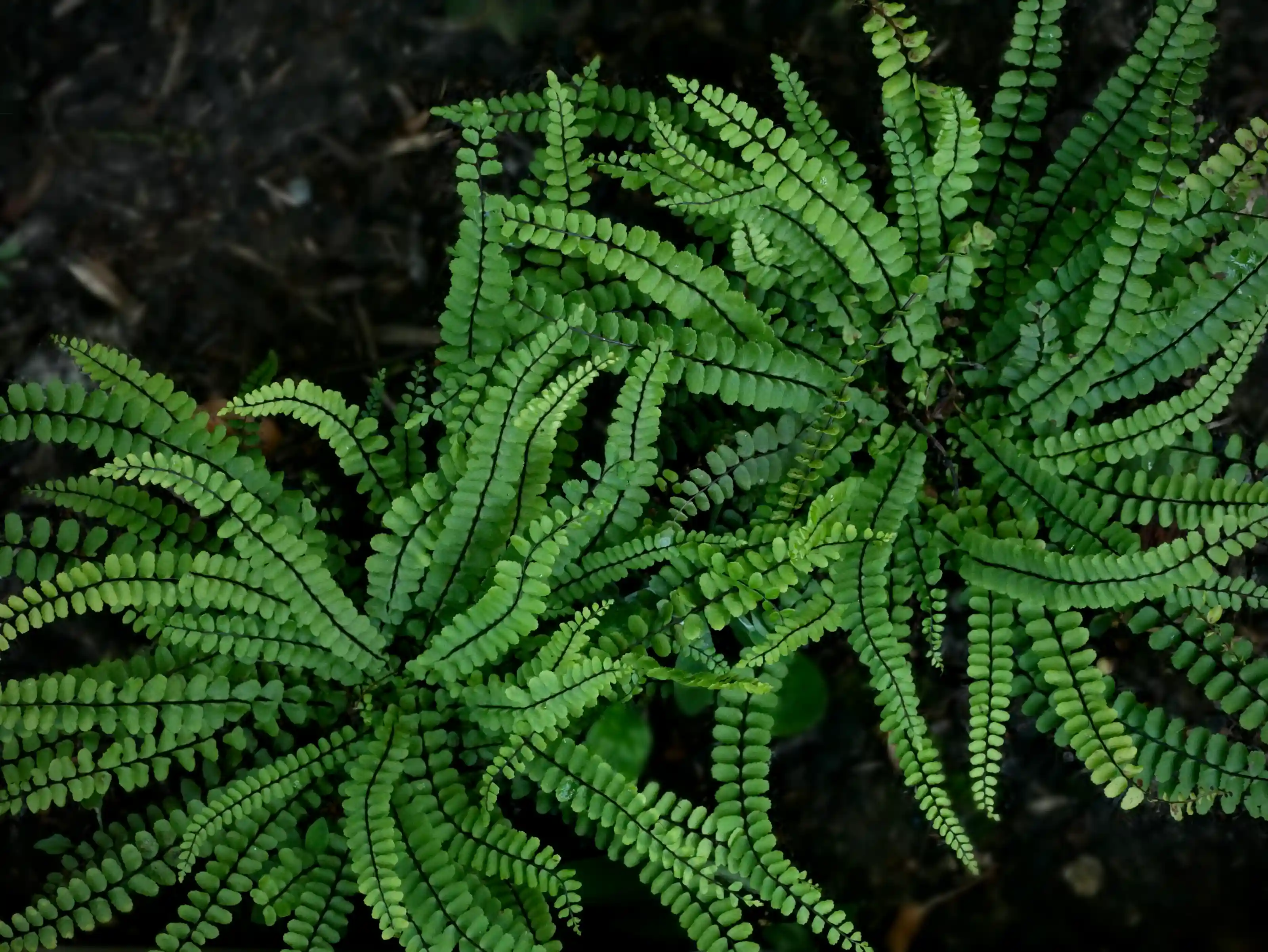 5 of the Best Small Hardy Garden ferns – Herbidacious