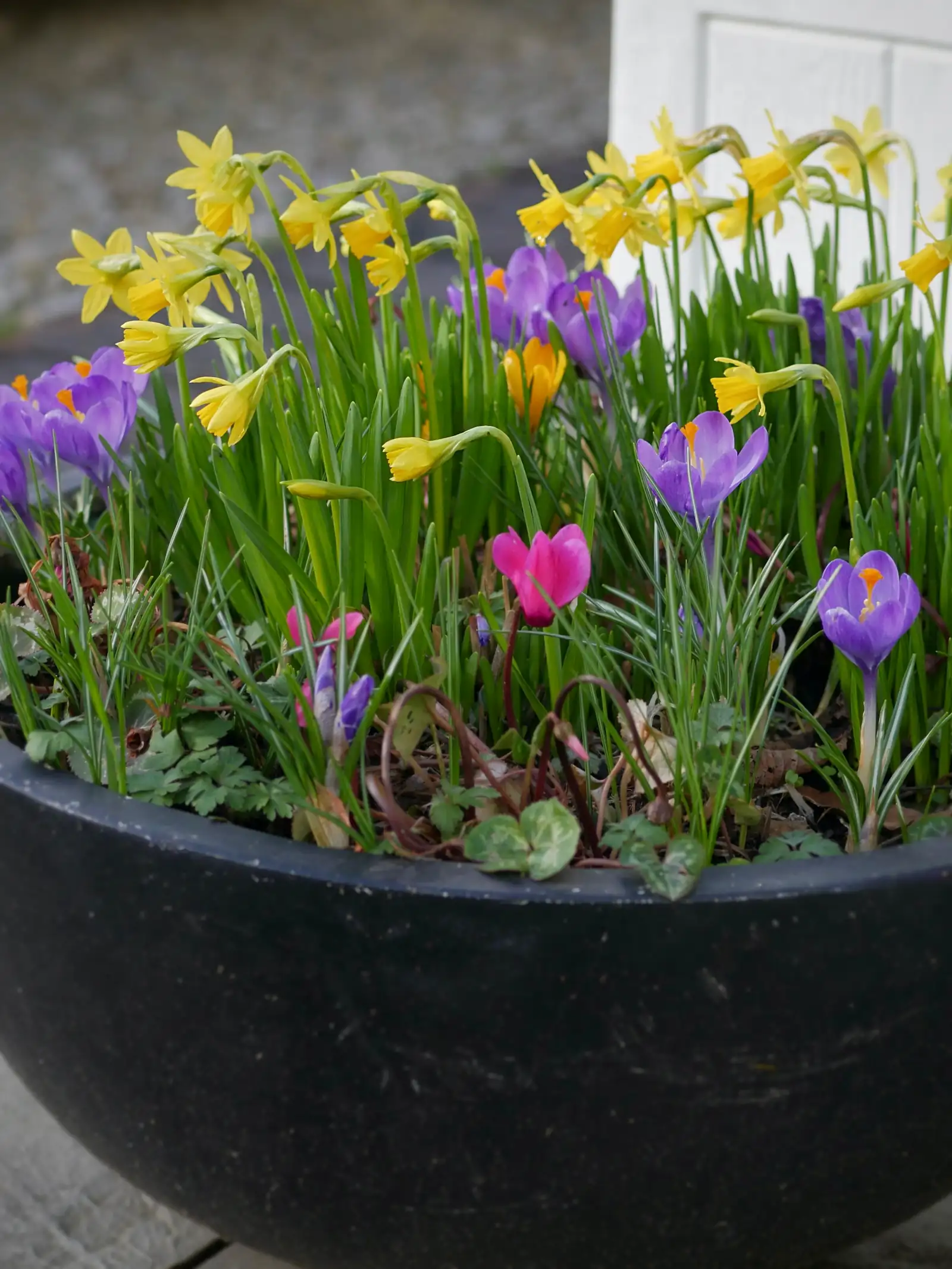 Garden diary — Spring 2024 – Herbidacious