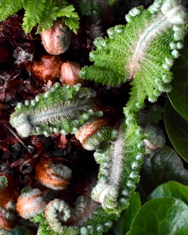 5 of the Best Small Hardy Garden ferns – Herbidacious