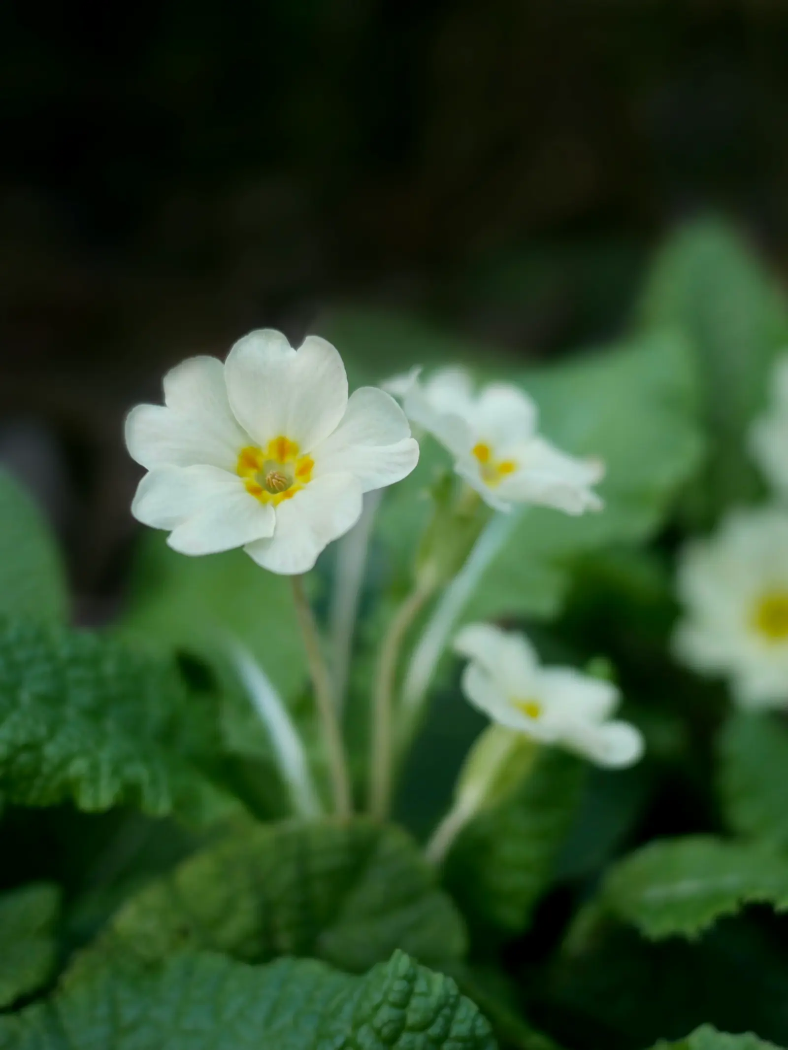 Garden diary — Spring 2024 – Herbidacious