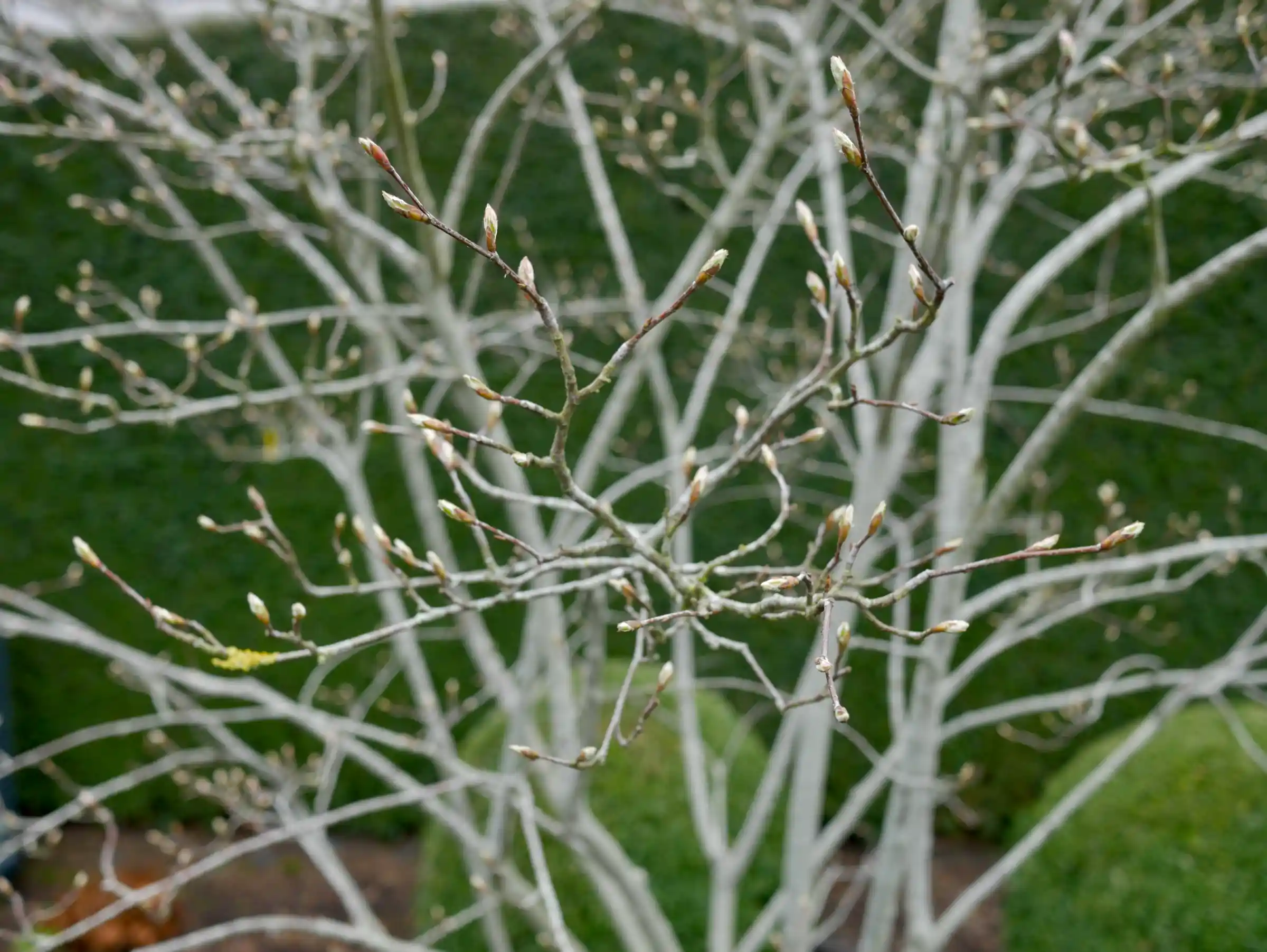 Small Tree – Snowy Mespilus or Juneberry (amelanchier Lamarckii ...