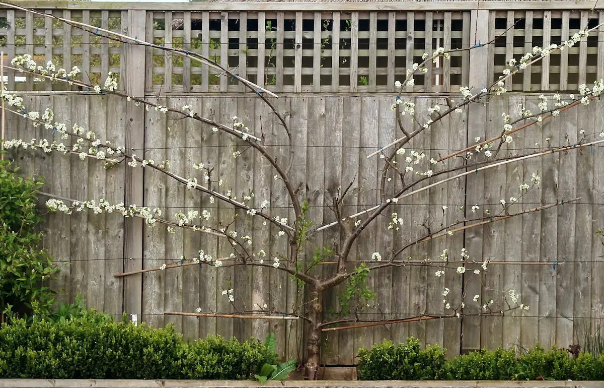 The Best Trees and Shrubs for Espalier Training – Herbidacious