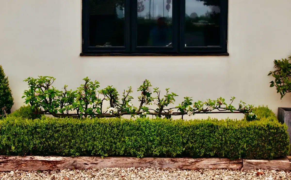 The Best Trees and Shrubs for Espalier Training – Herbidacious