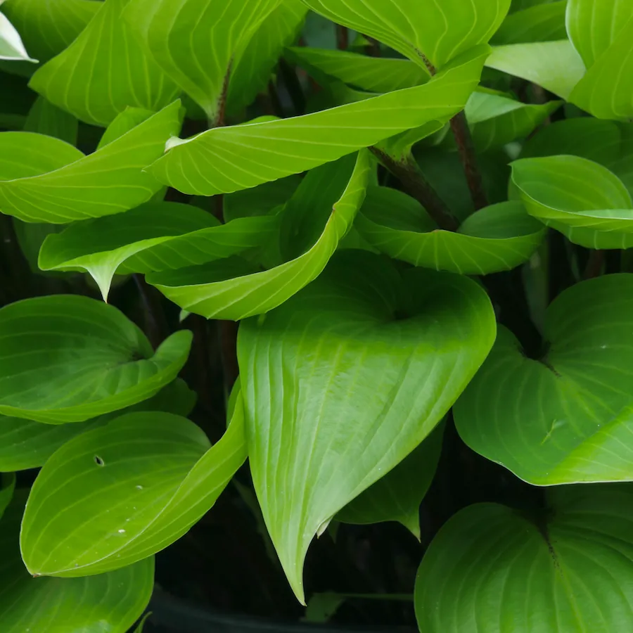 Creative Ways to Use Pots in the Garden – Herbidacious