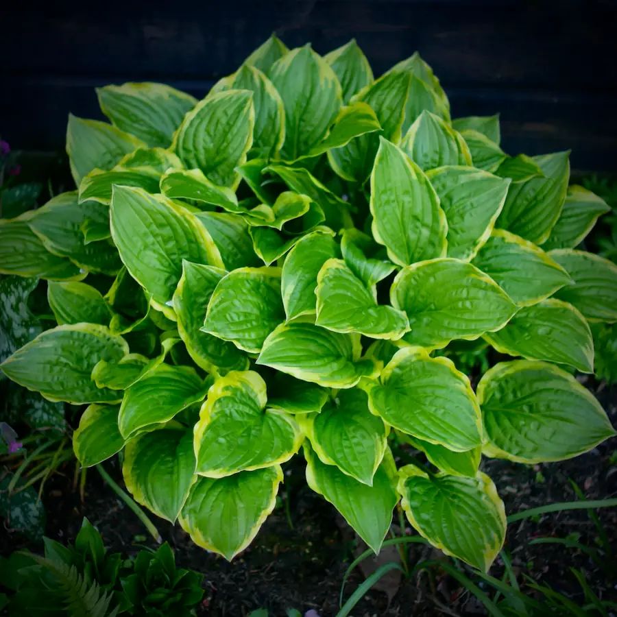 Creative Ways to Use Pots in the Garden – Herbidacious