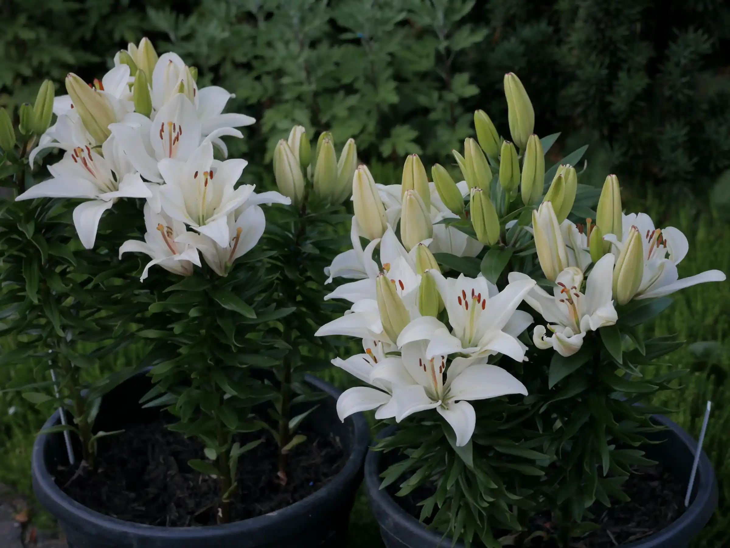 Creative Ways to Use Pots in the Garden – Herbidacious